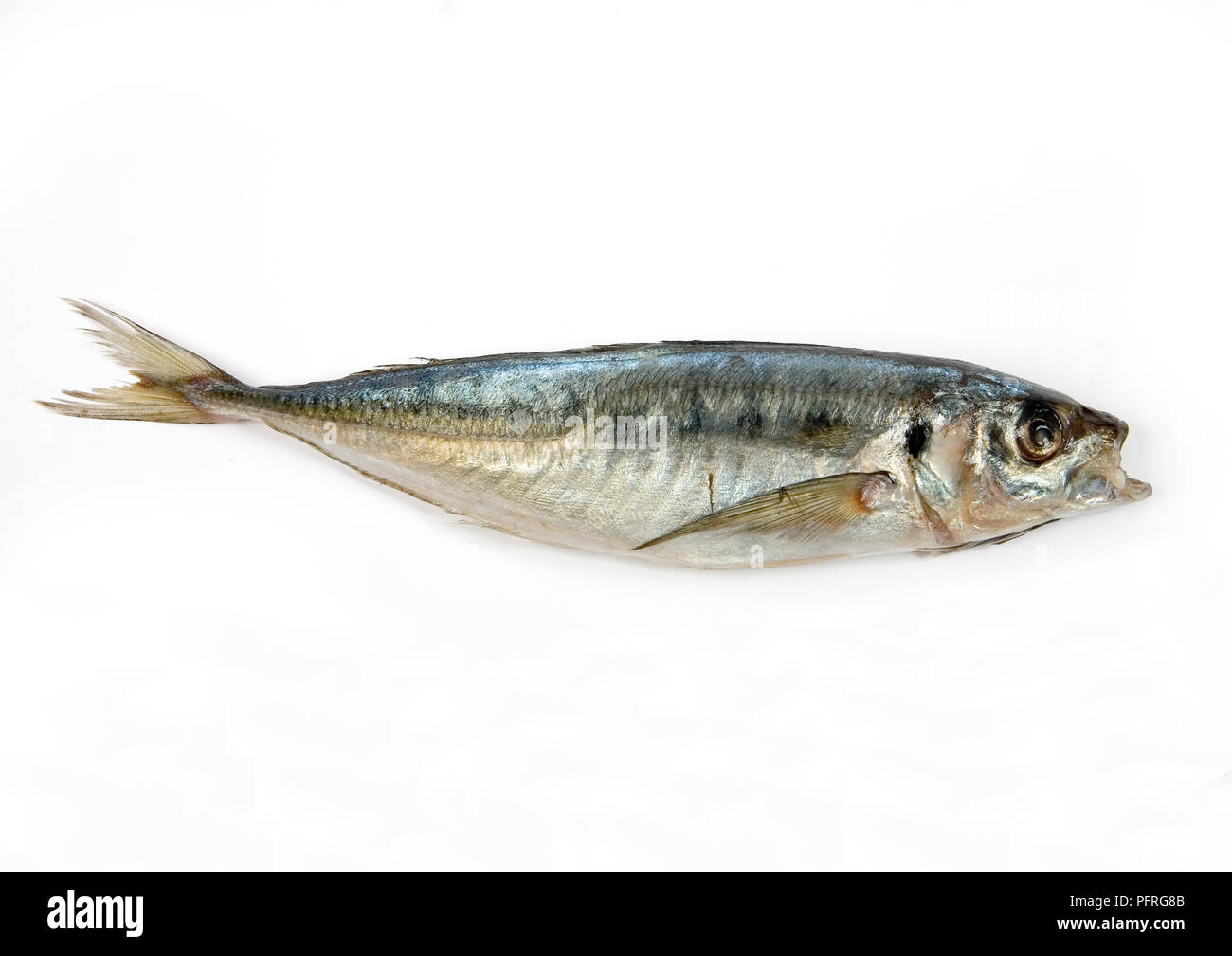 Jack mackerel (Trachurus sp Stock Photo - Alamy
