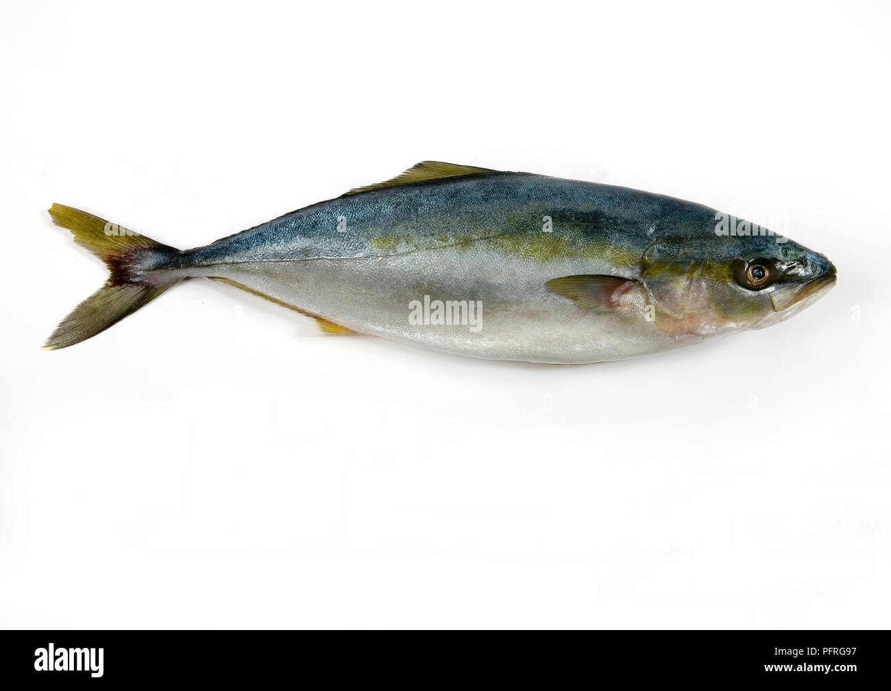 New Zealand Trevally (Carangidae Stock Photo - Alamy