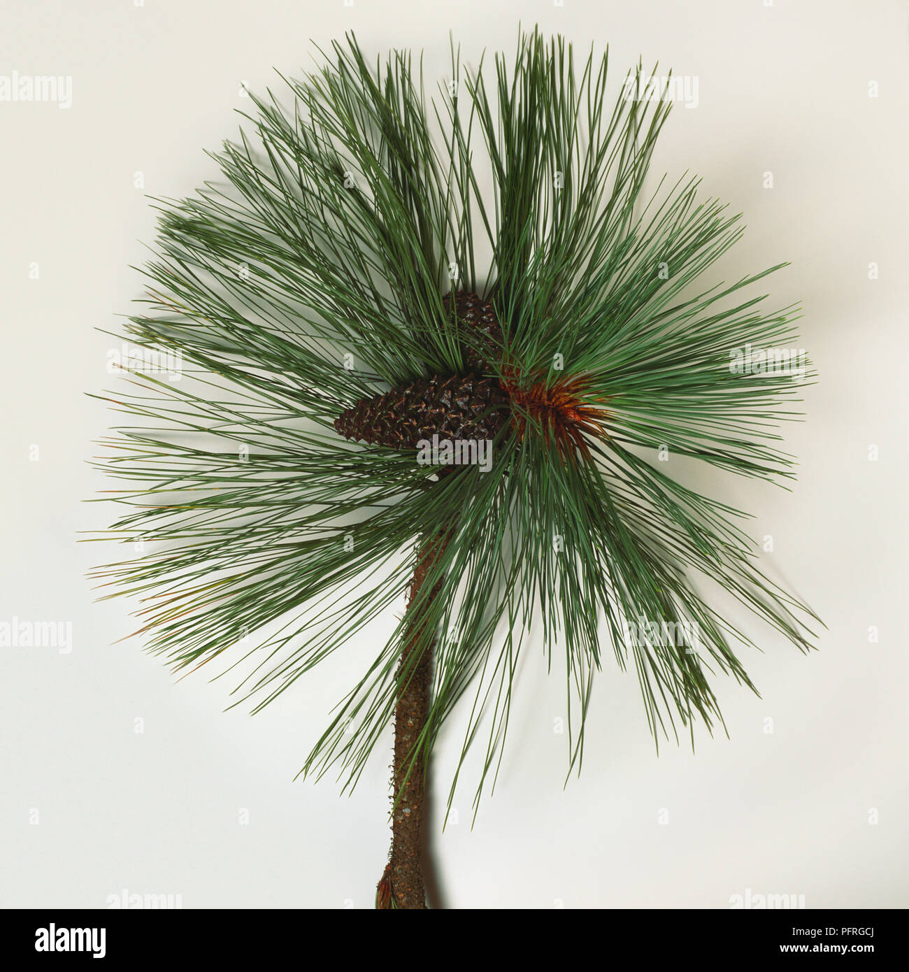 Pinus montezumae (Montezuma pine), stem with cones and radial leaves ...