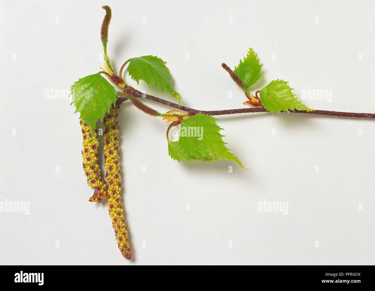 Male and female birch catkins hi-res stock photography and images - Alamy
