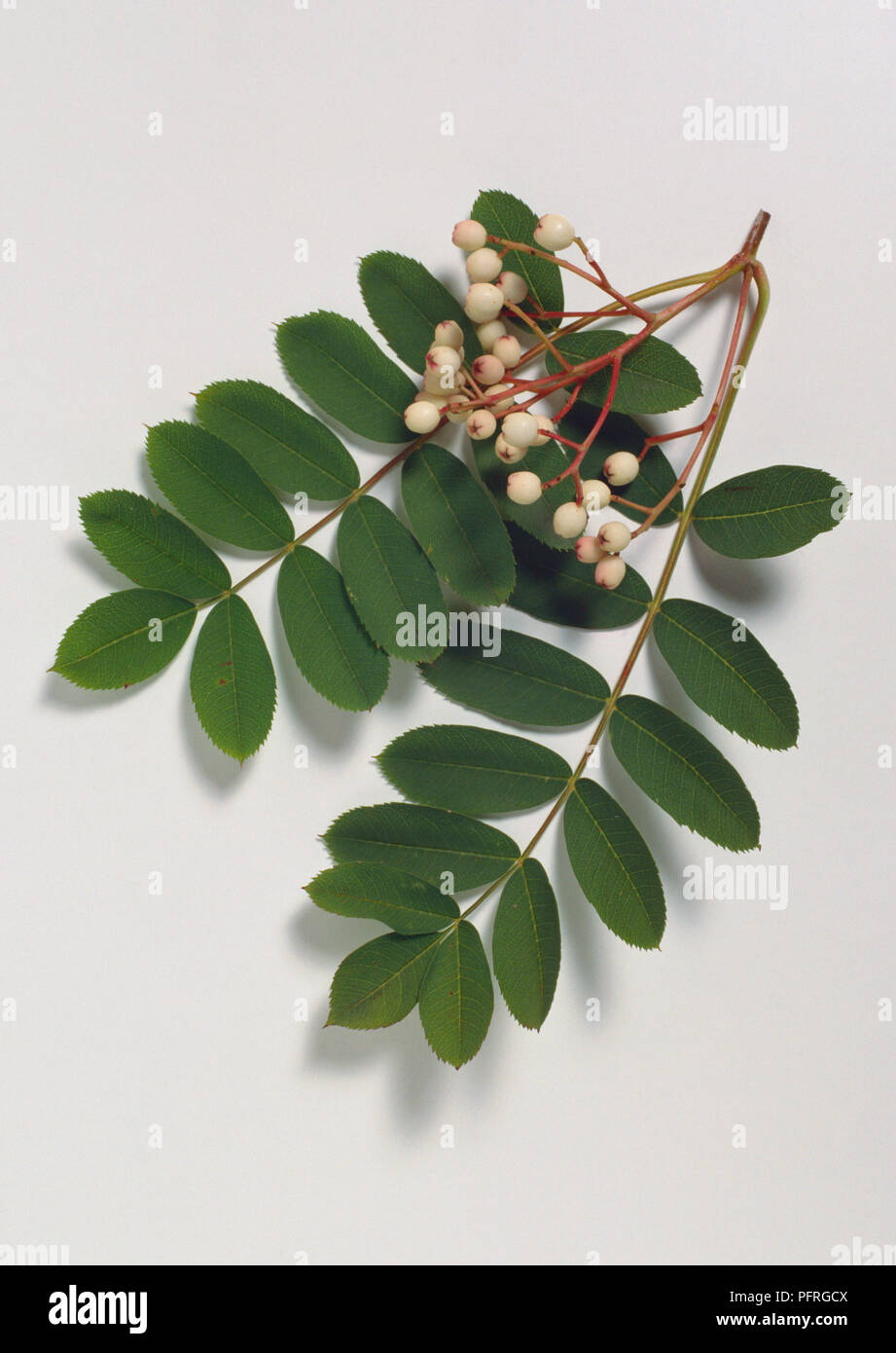 Sorbus hupehensis hi-res stock photography and images - Alamy
