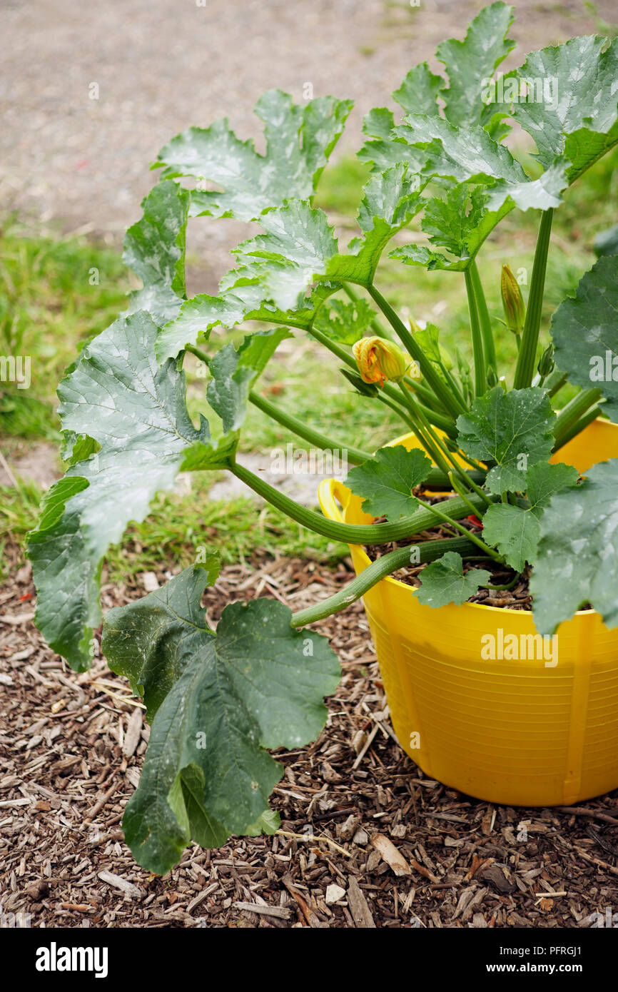 Cucurbita pepo (Zucchini) growing in yellow tub showing green leaves ...
