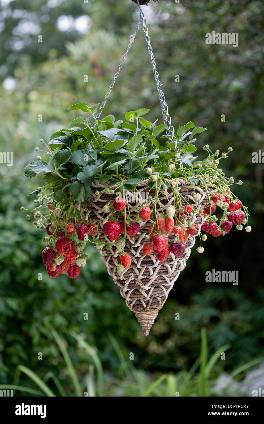 Syncarpha eximia hi-res stock photography and images - Alamy