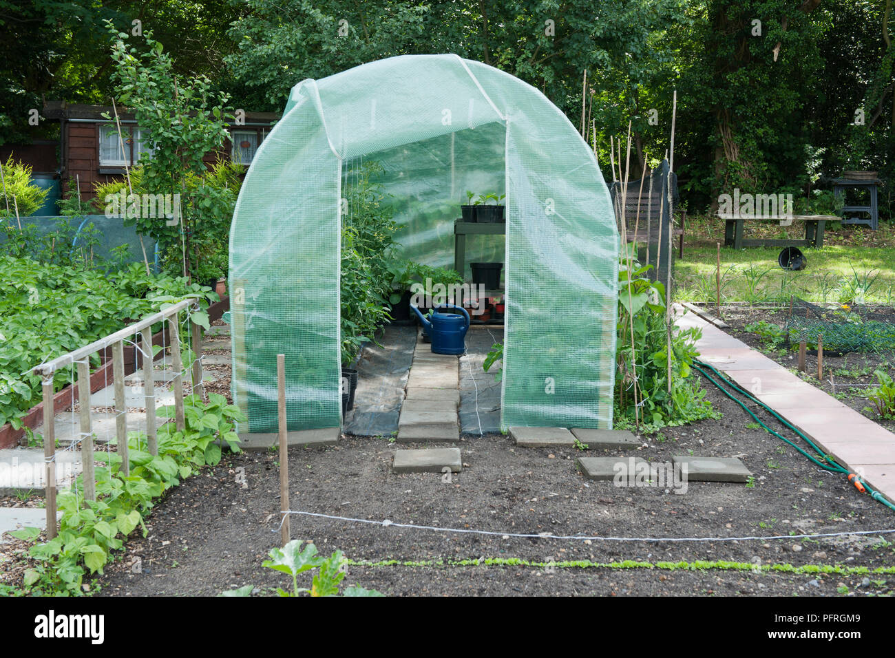 Polytunnel tomato hi-res stock photography and images - Alamy