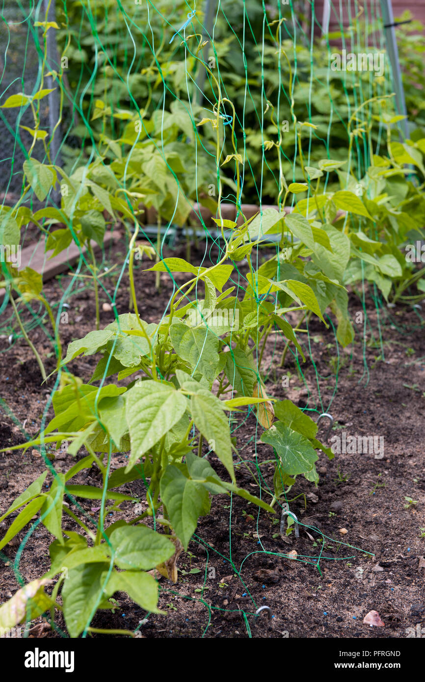 Runner beans growing under netting Stock Photo - Alamy