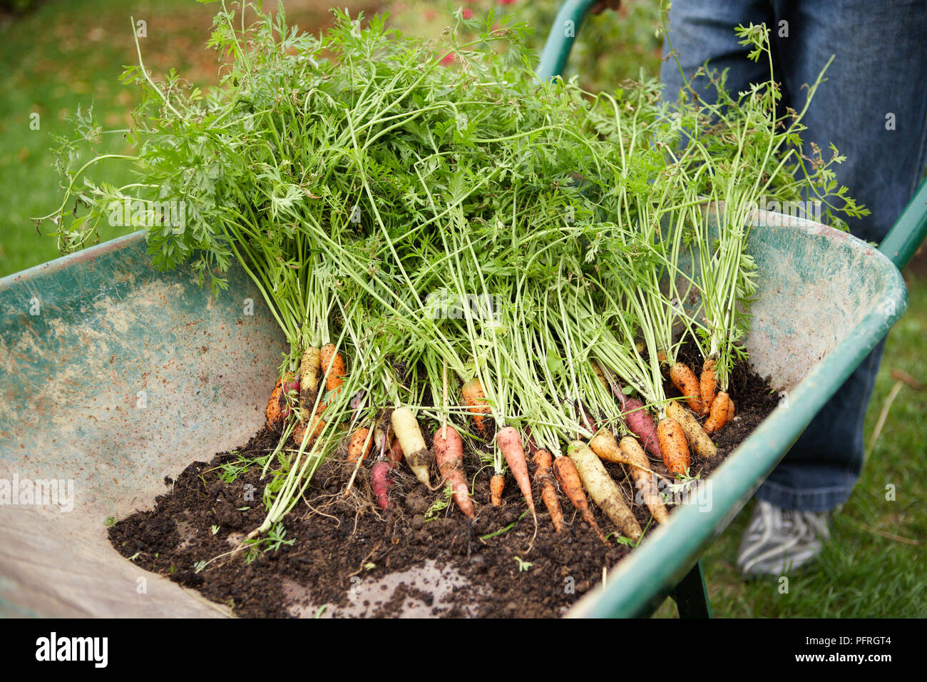 Man pushing wheelbarrow of freshly harvested orange, white and red ...
