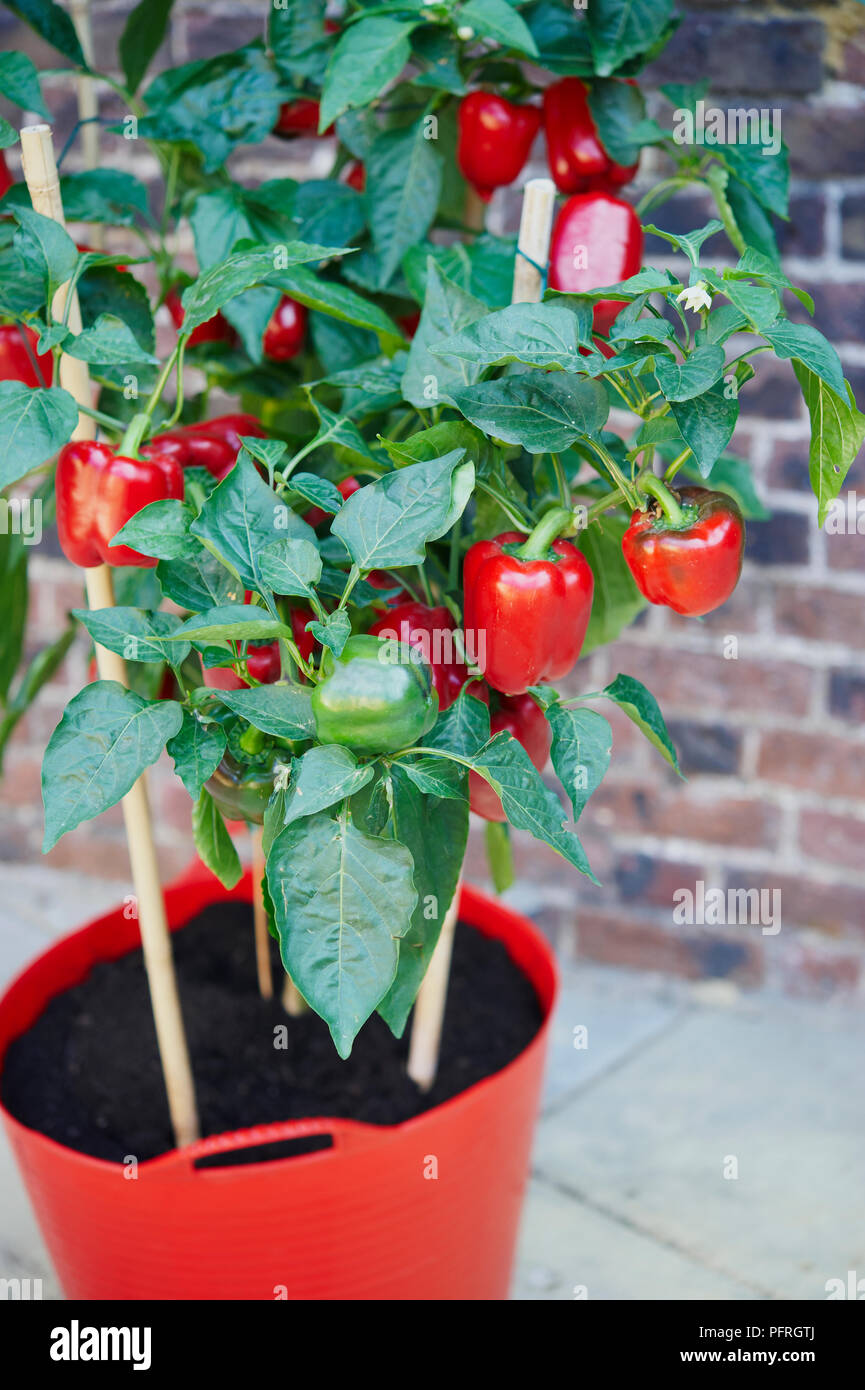 Ripe Capsicum (Red Bell Pepper) fruit on plant in red tub, supported by ...