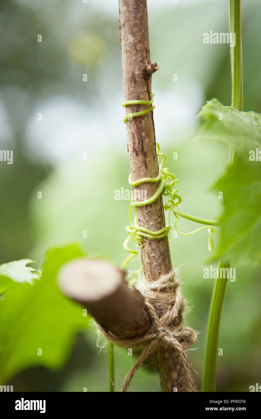 Luffa aegyptiaca (Smooth Luffa, Egyptian Luffa) tendril curled around ...