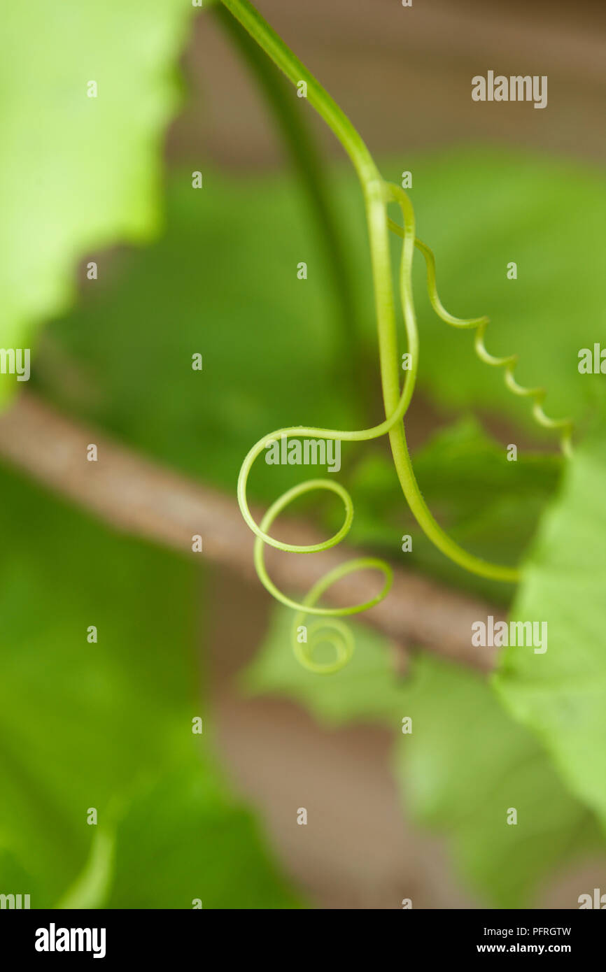 Luffa Aegyptiaca High Resolution Stock Photography and Images - Alamy