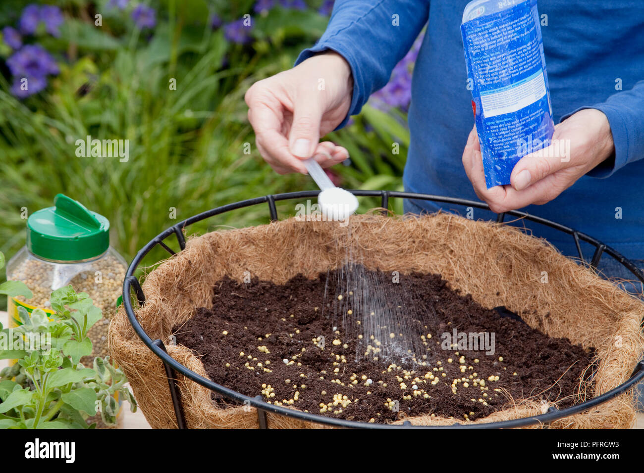 Adding fertilizer to a hanging basket prepared with potting compost ...