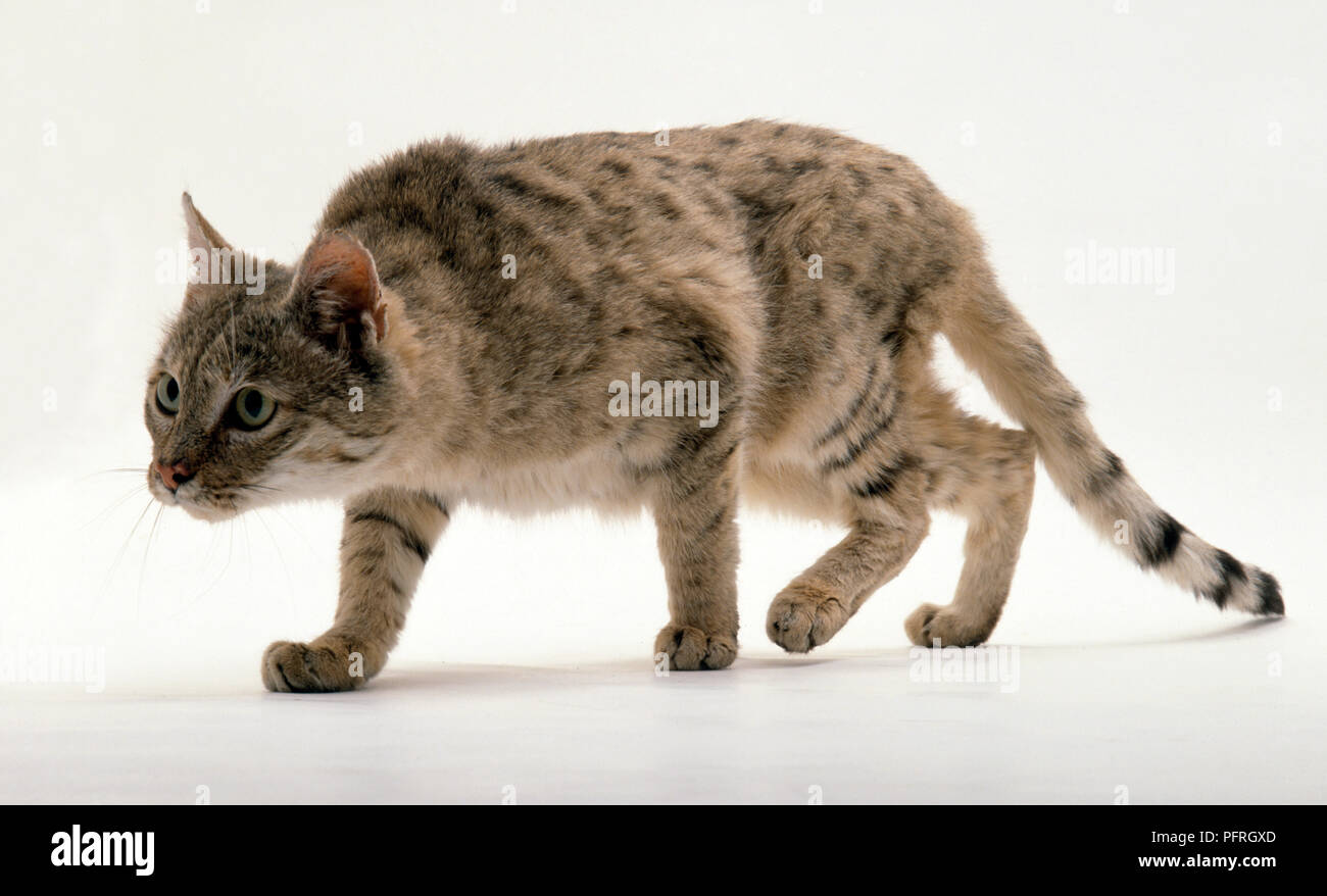 Asiatic wildcat, syn. Indian desert cat (Felis silvestris ornata ...