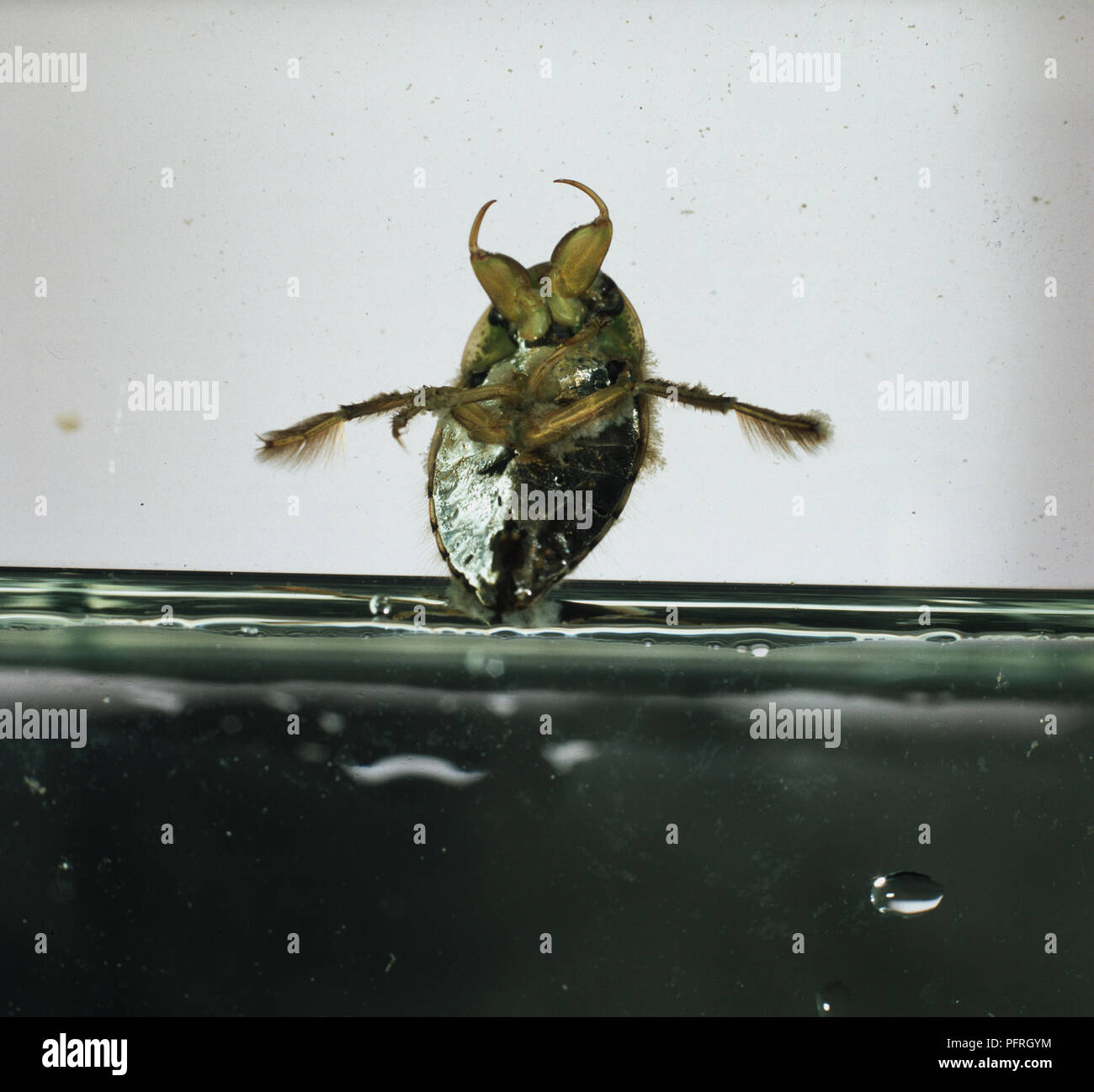 Creeping water bug hi-res stock photography and images - Alamy