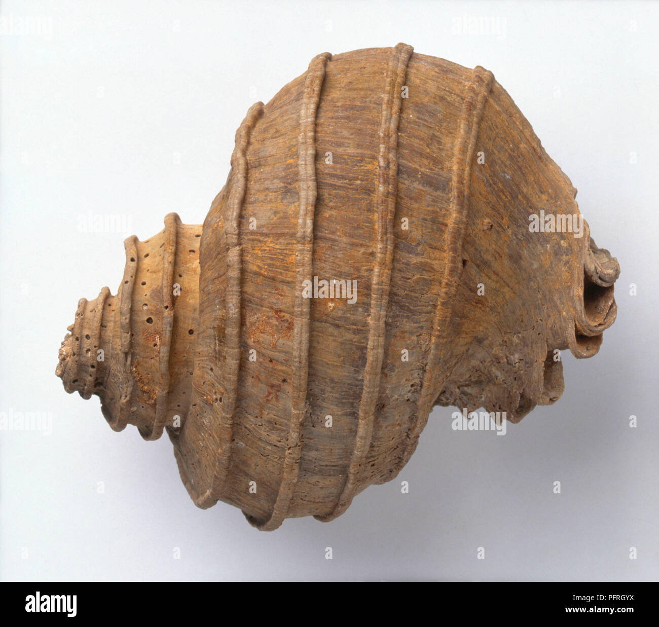 Ecphora hi-res stock photography and images - Alamy