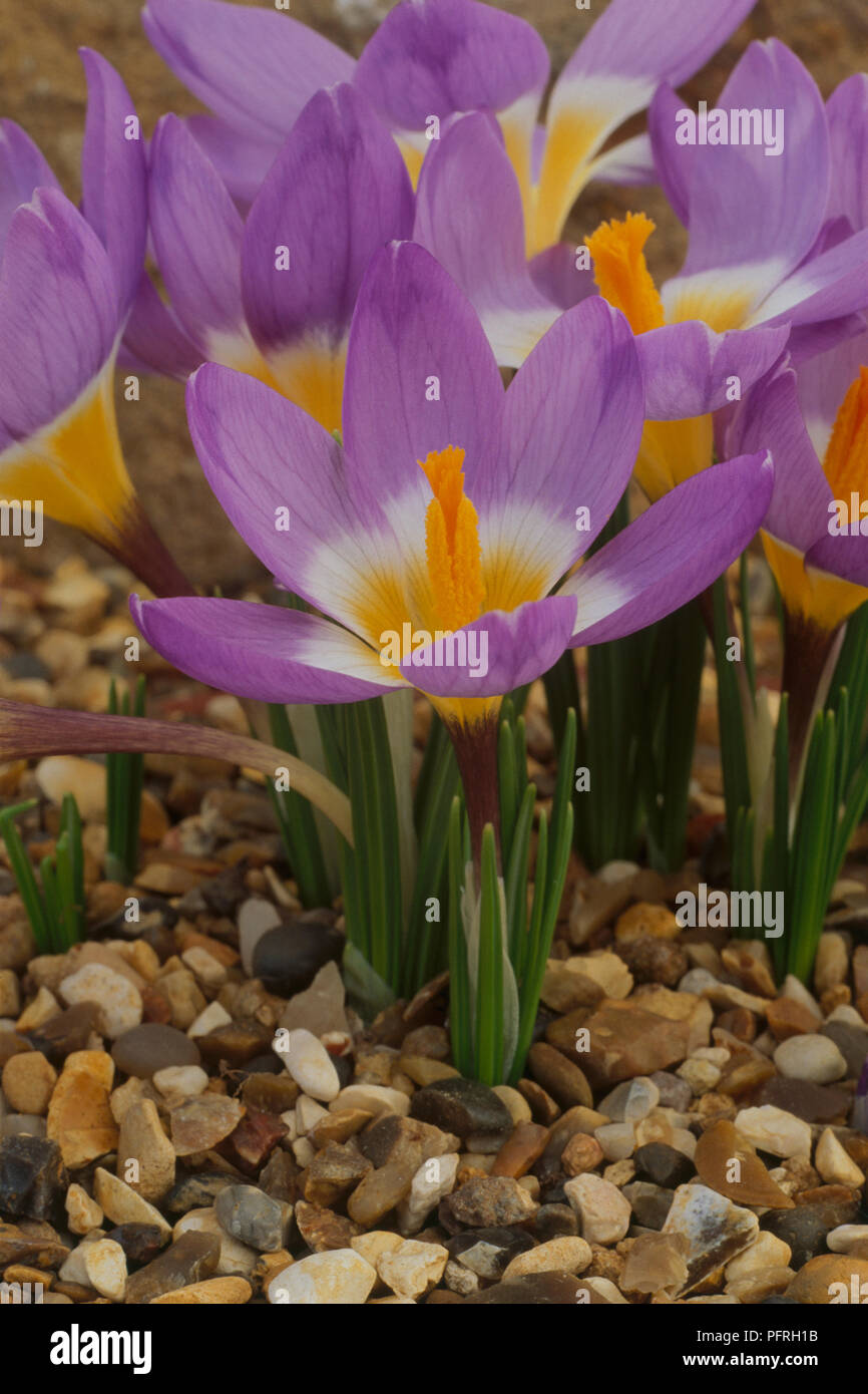 Crocus sublimis ‘tricolor’ hi-res stock photography and images - Alamy
