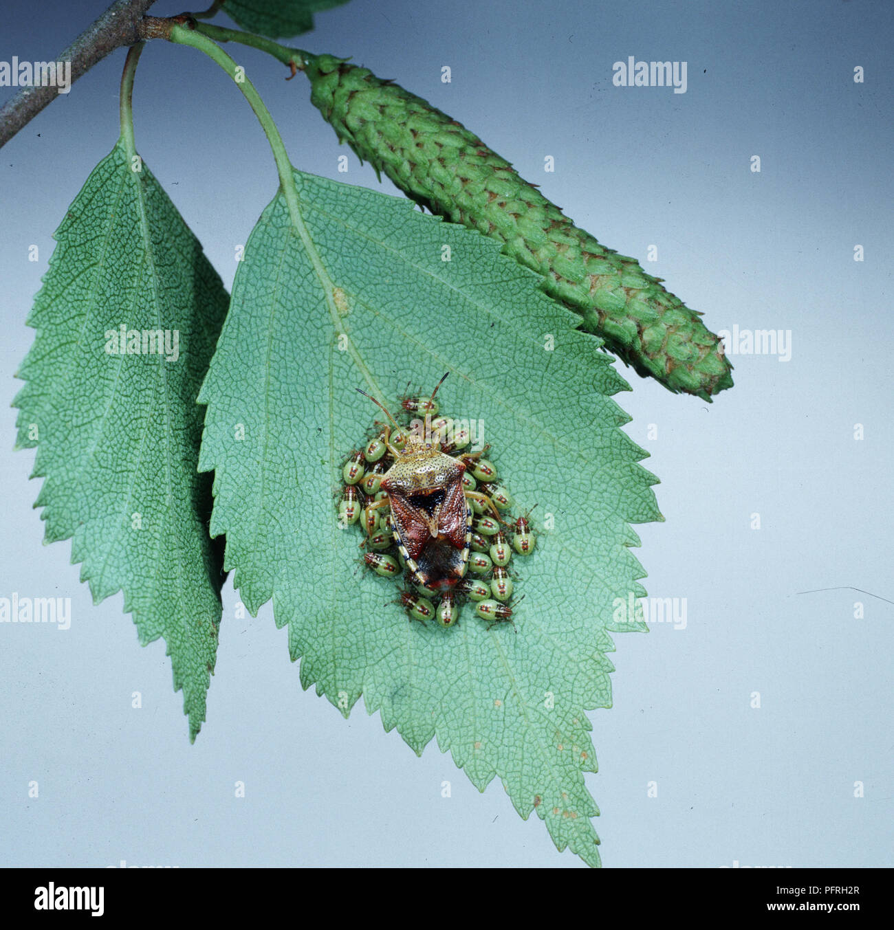 Plain shield hi-res stock photography and images - Alamy