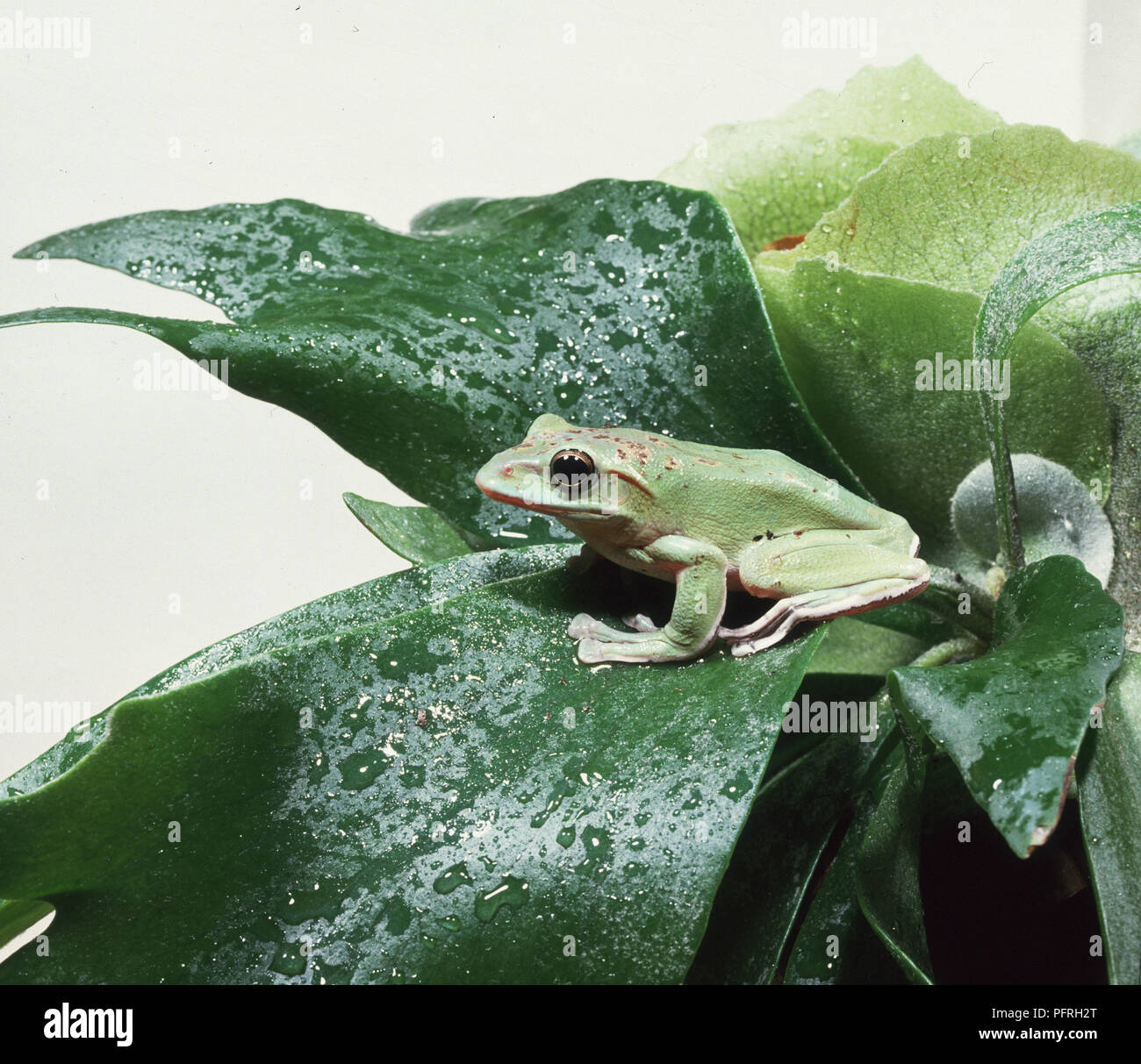 Green tree frog on leaf Stock Photo - Alamy