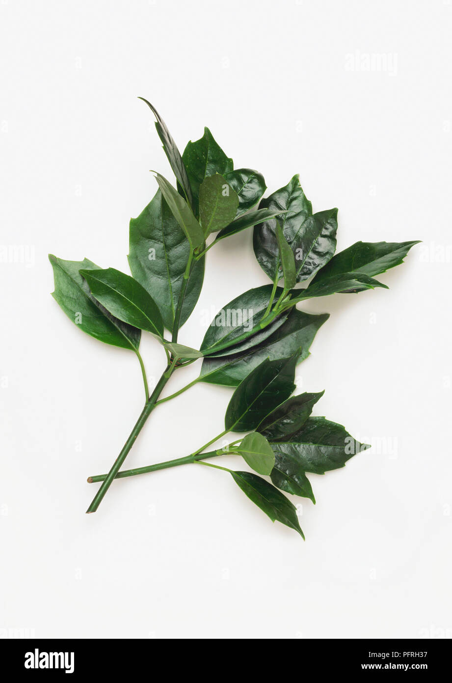 Aucuba japonica (Japanese laurel), a dwarf shrub with shinning green ...