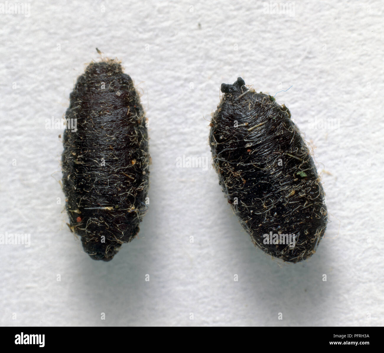 Insect pupae hi-res stock photography and images - Alamy
