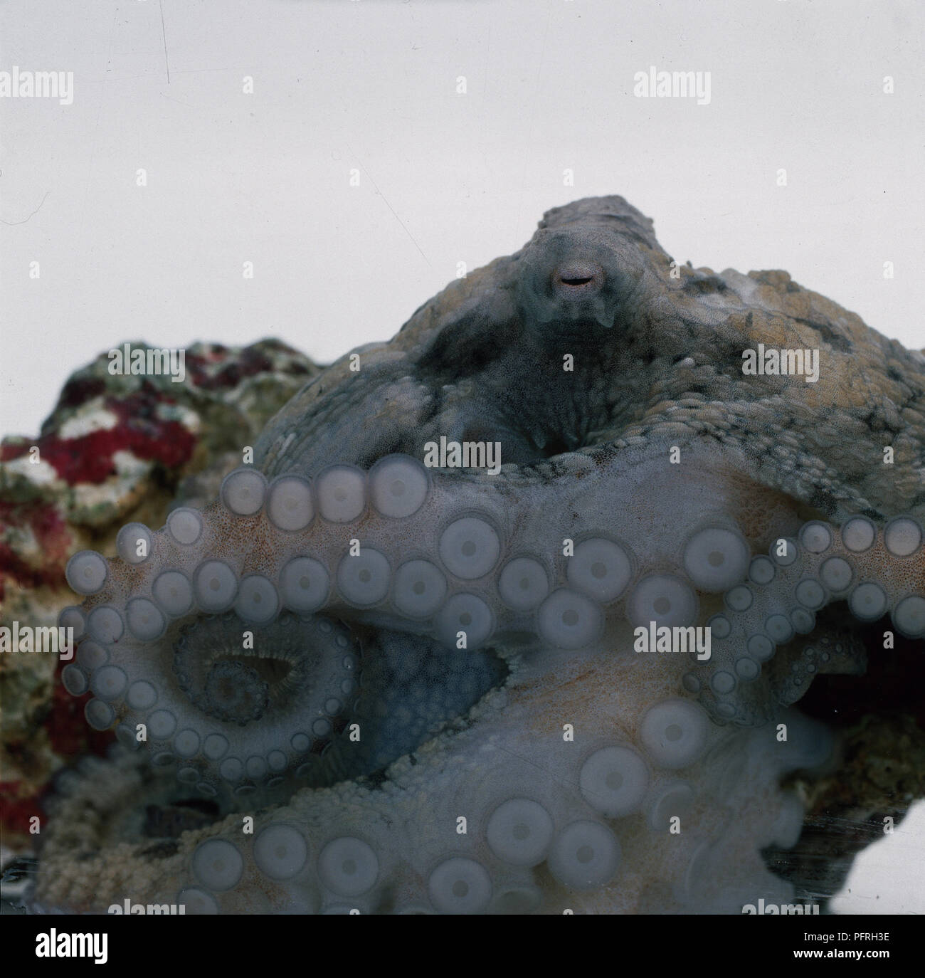 Octopus marine hi-res stock photography and images - Alamy