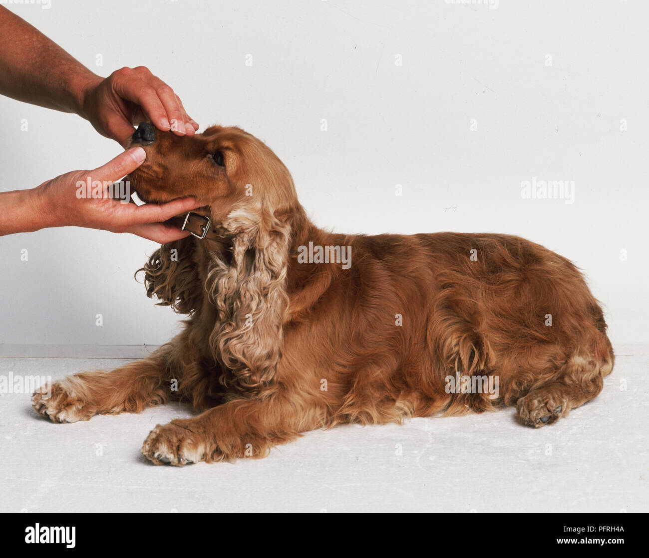 Checking a cocker spaniel's nose Stock Photo - Alamy