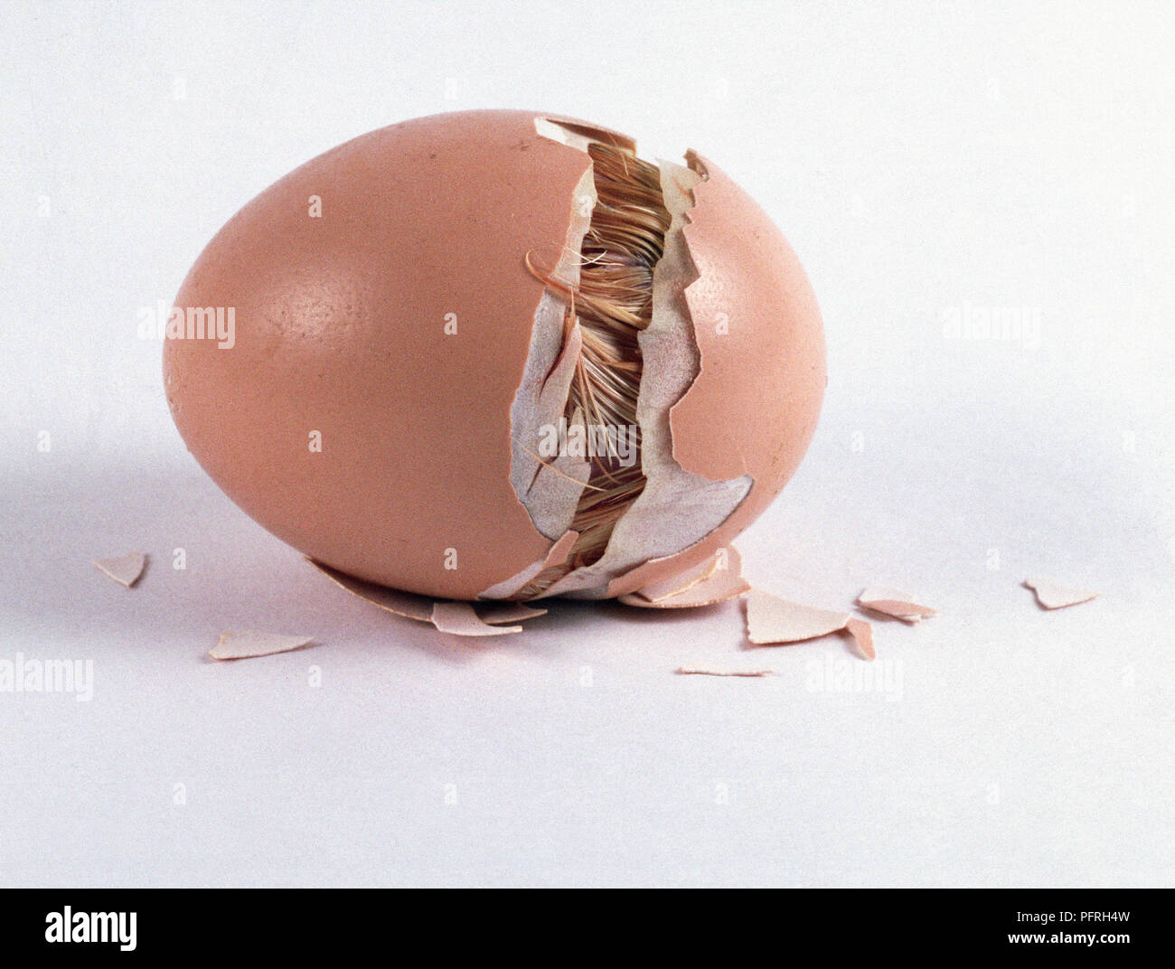Chicken chick hatching from egg hi-res stock photography and images - Alamy