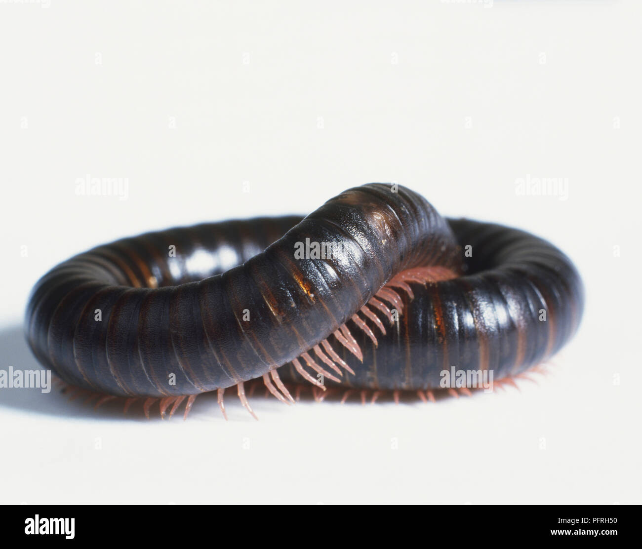 Curled up millipede hi-res stock photography and images - Alamy