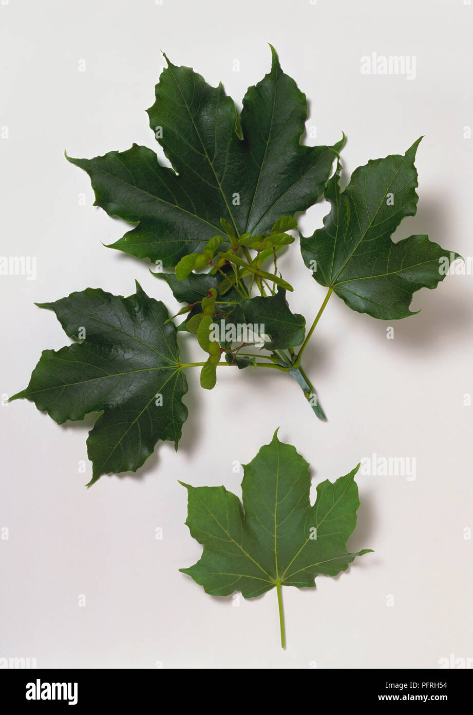 Palmately Lobed Leaf