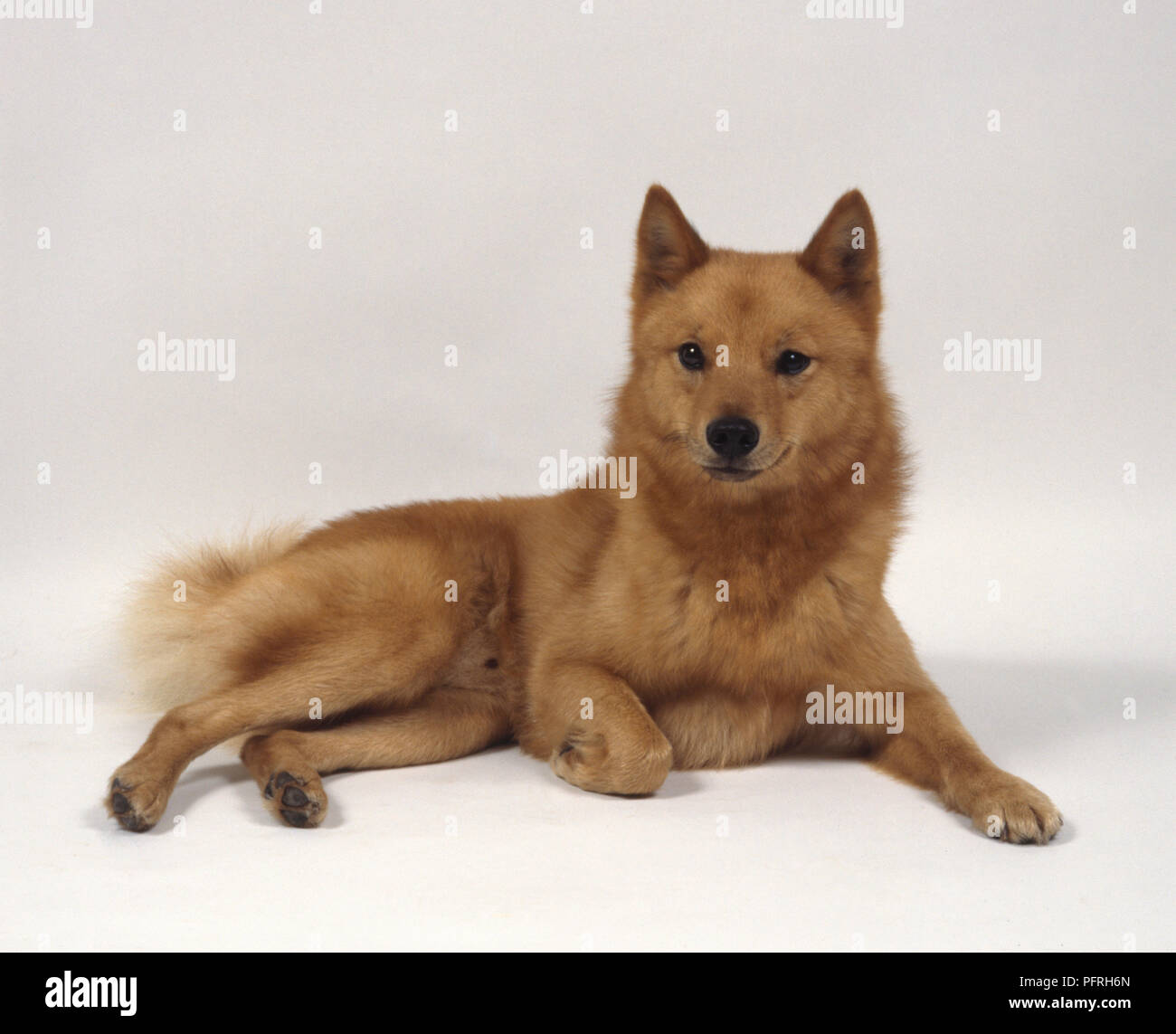 Finnish spitz hi-res stock photography and images - Alamy
