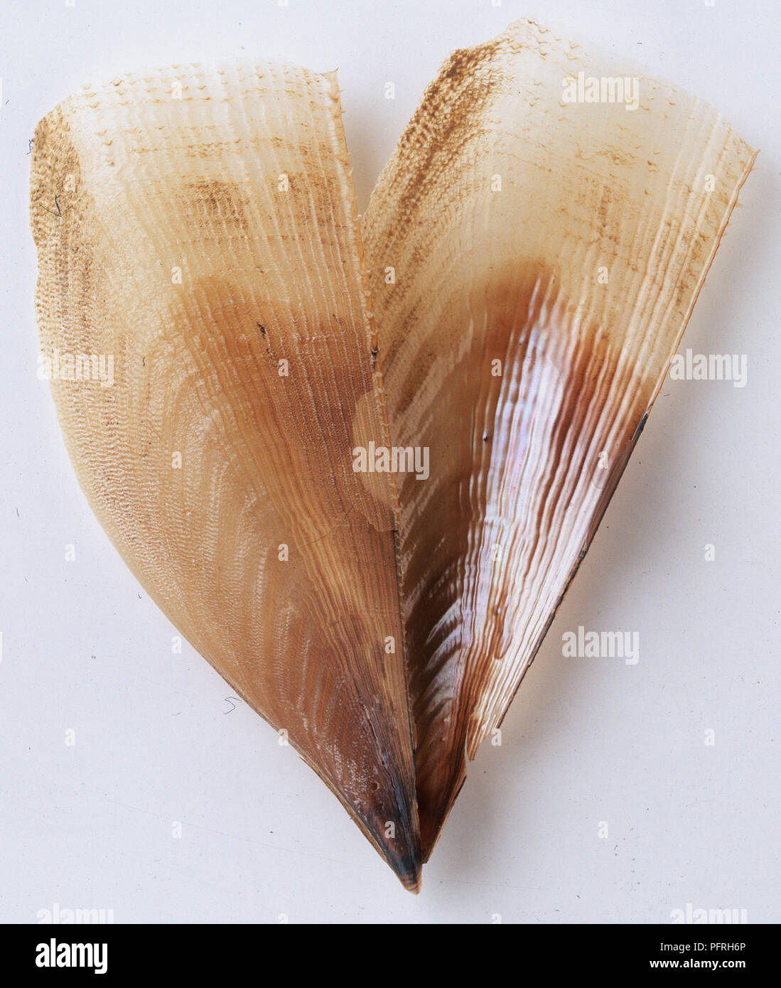 Pinnidae Stock Photos & Pinnidae Stock Images - Alamy