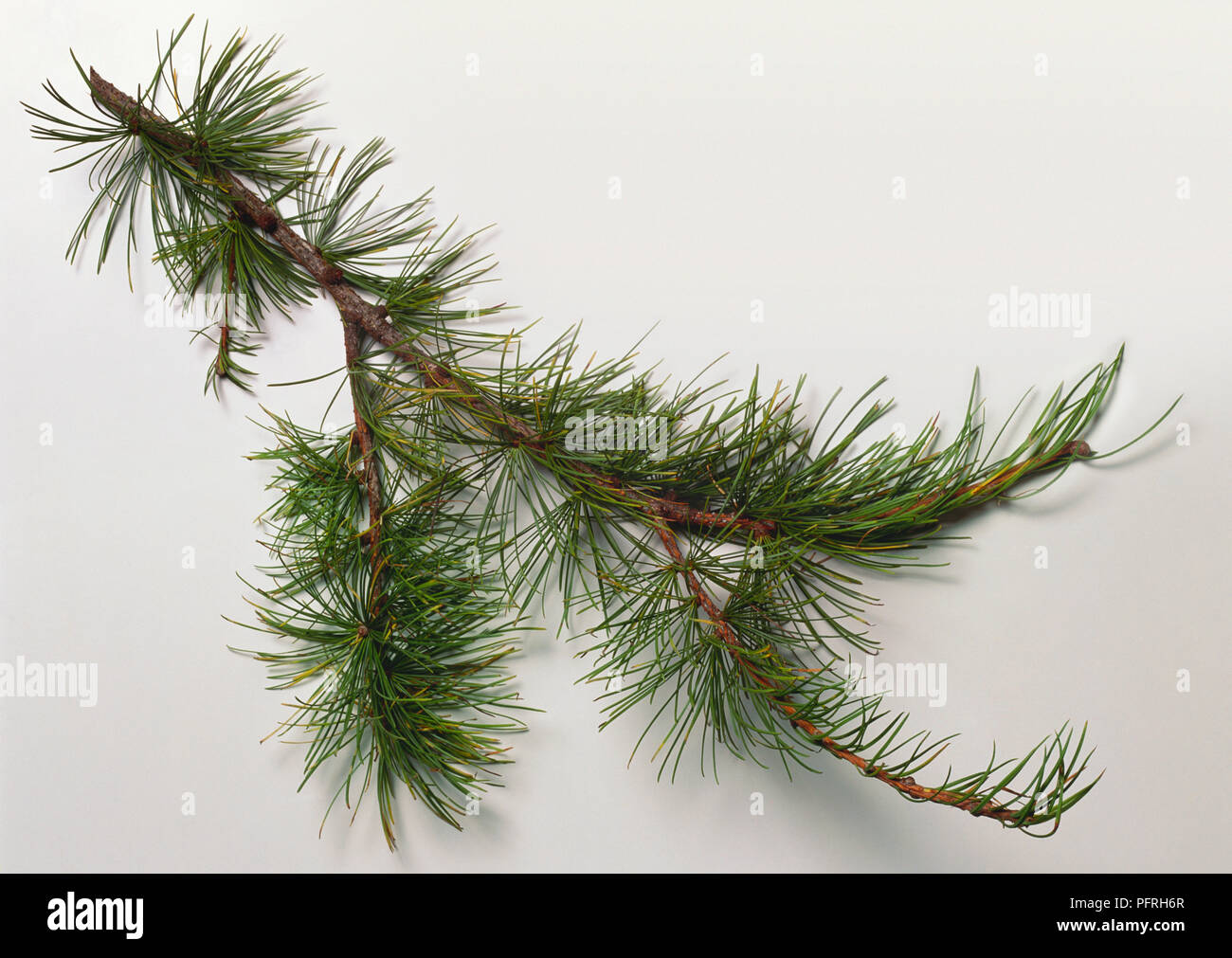 Larix occidentalis (Western larch), branch with green leaves Stock ...