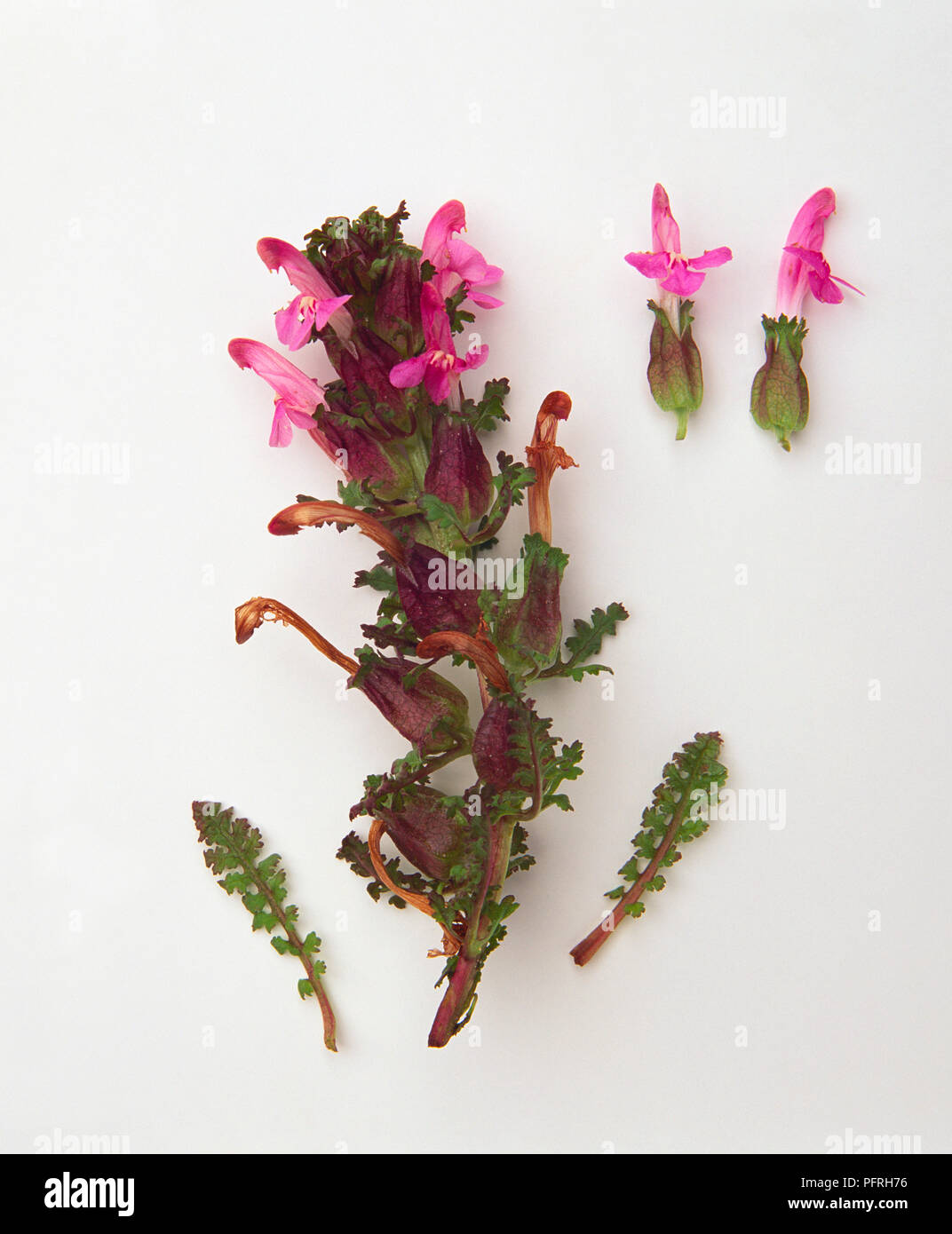 Pedicularis sylvatica (Lousewort), stem with leaves and pink flowers ...
