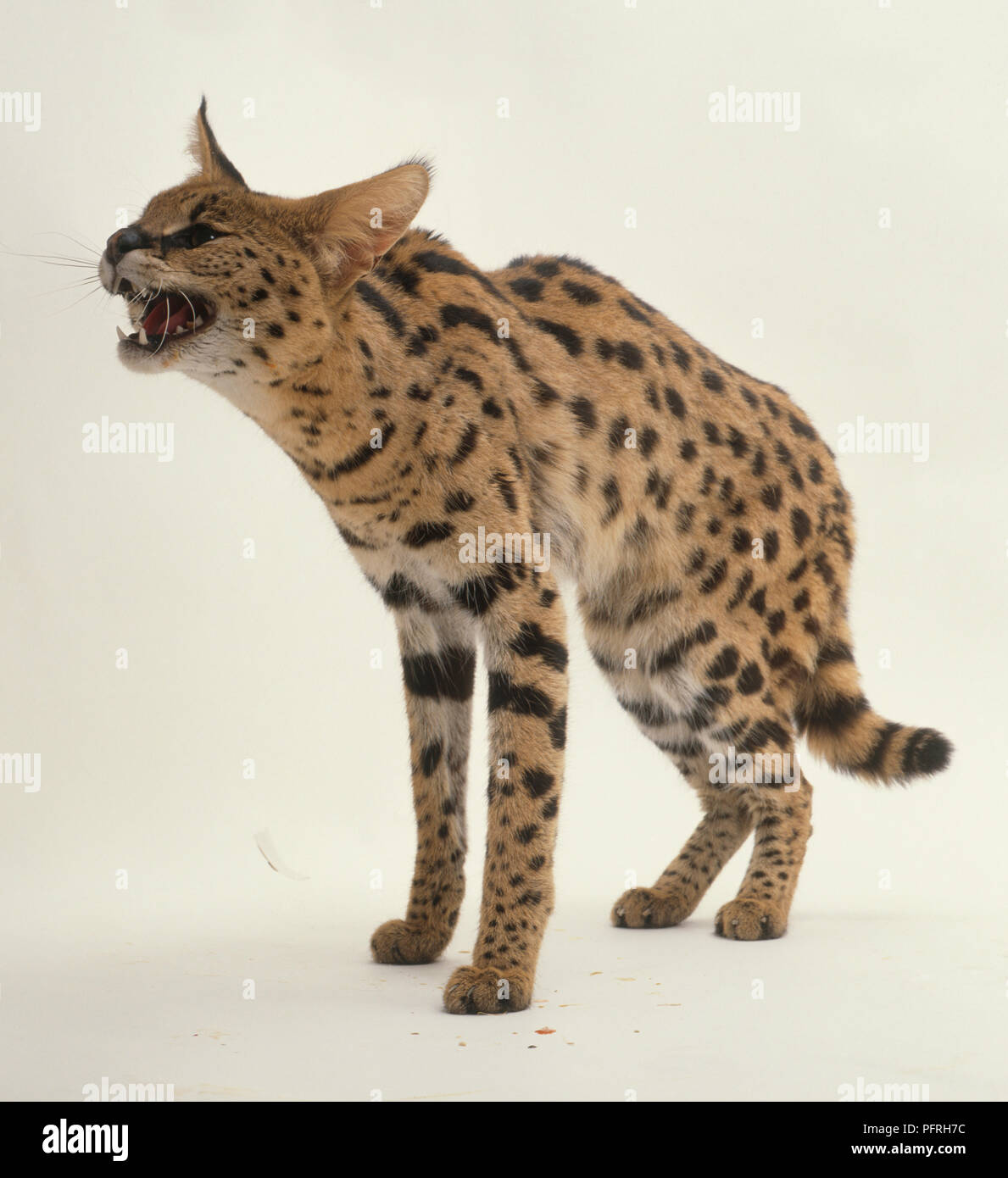 Serval (Felis serval) with back arched and mouth open Stock Photo - Alamy