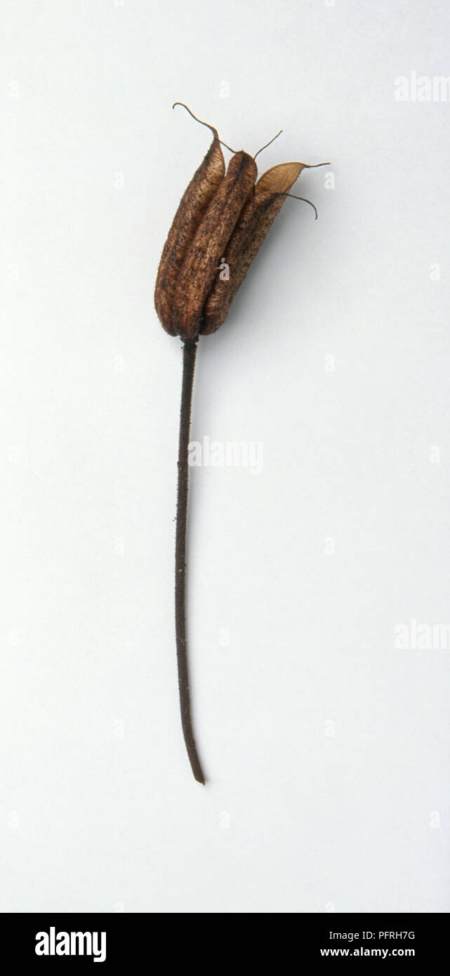 Columbine seed head hi-res stock photography and images - Alamy