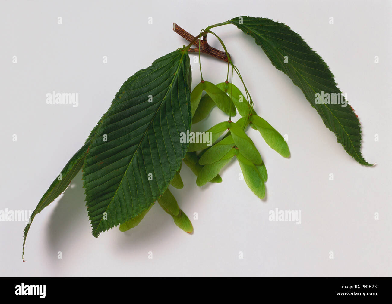 Acer carpinifolium (Hornbeam maple), branch or stem section showing ...