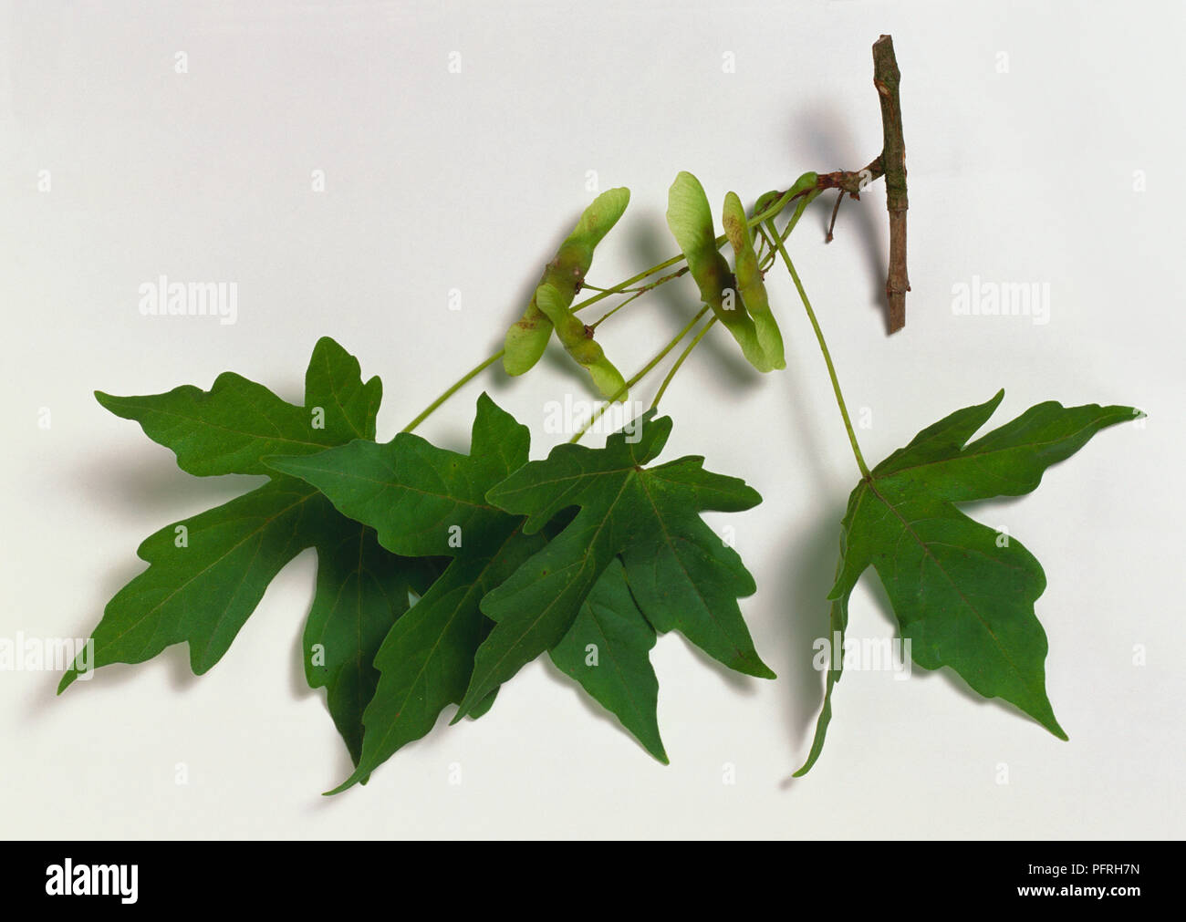 Acer miyabei (Miyabe's maple, Miyabe maple), branch or stem section ...