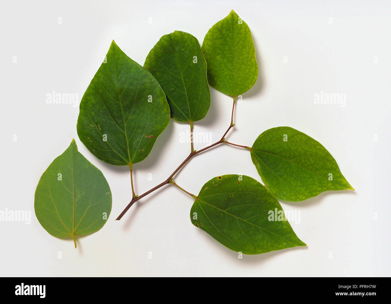 Cercis racemosa (Chain-flowered Redbud), stem with five leaves, and ...