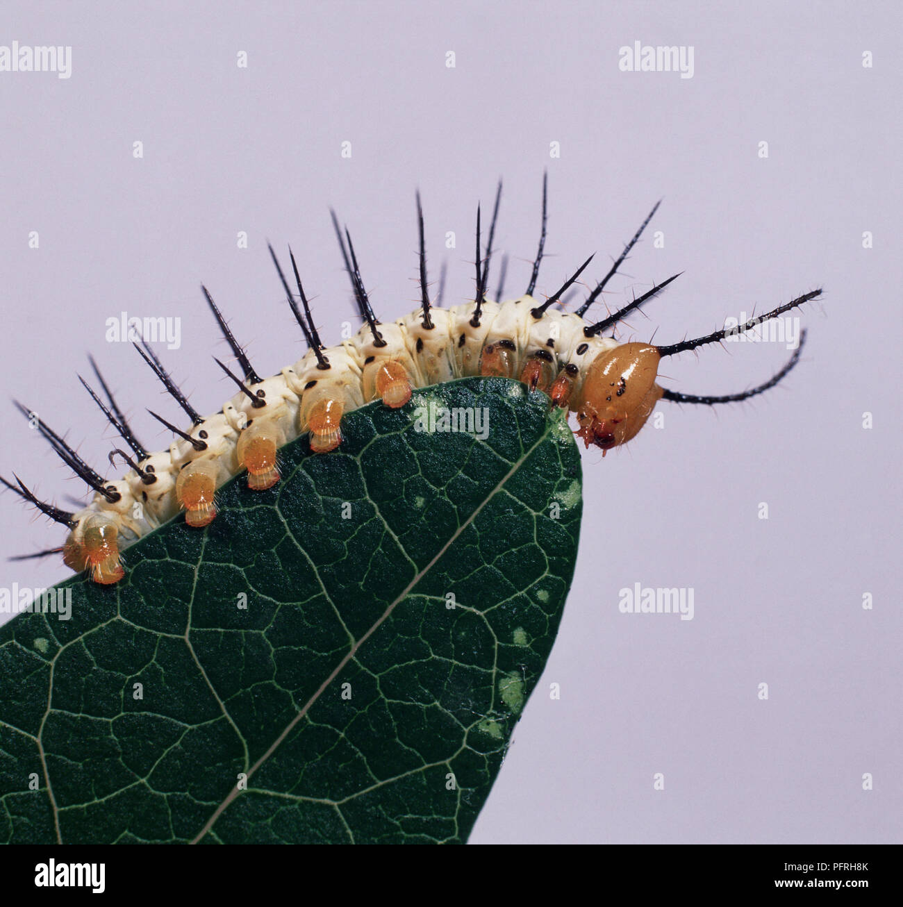 Spiny caterpillar on leaf Stock Photo - Alamy