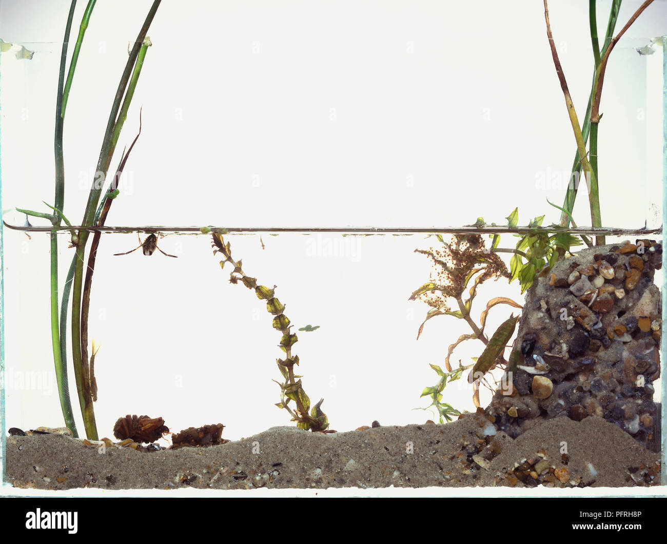 Underwater pond scene with dragonfly eggs, Caddis fly and a variety of ...