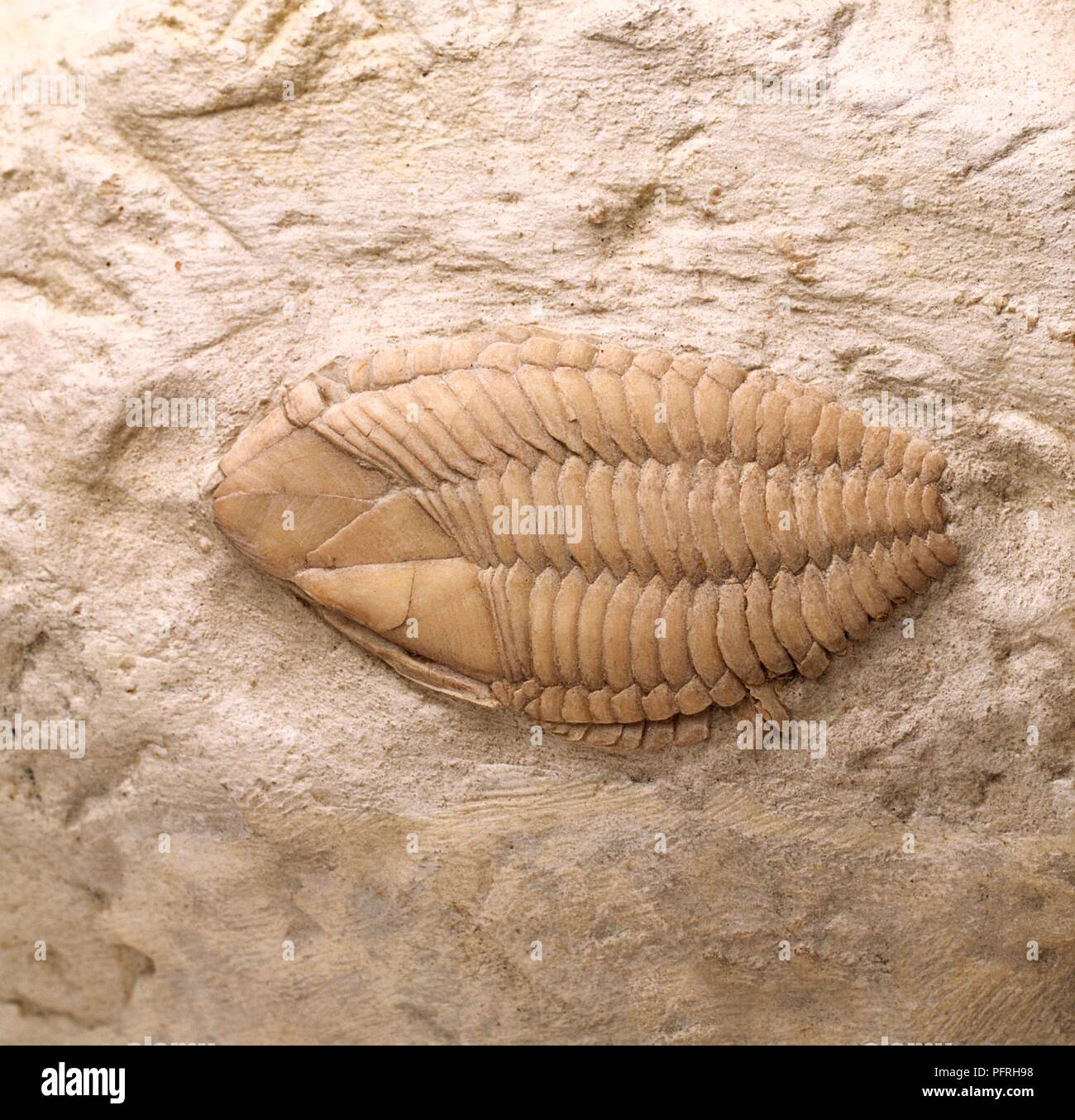 Stramentum, early crustacean fossilised in chalk Stock Photo - Alamy