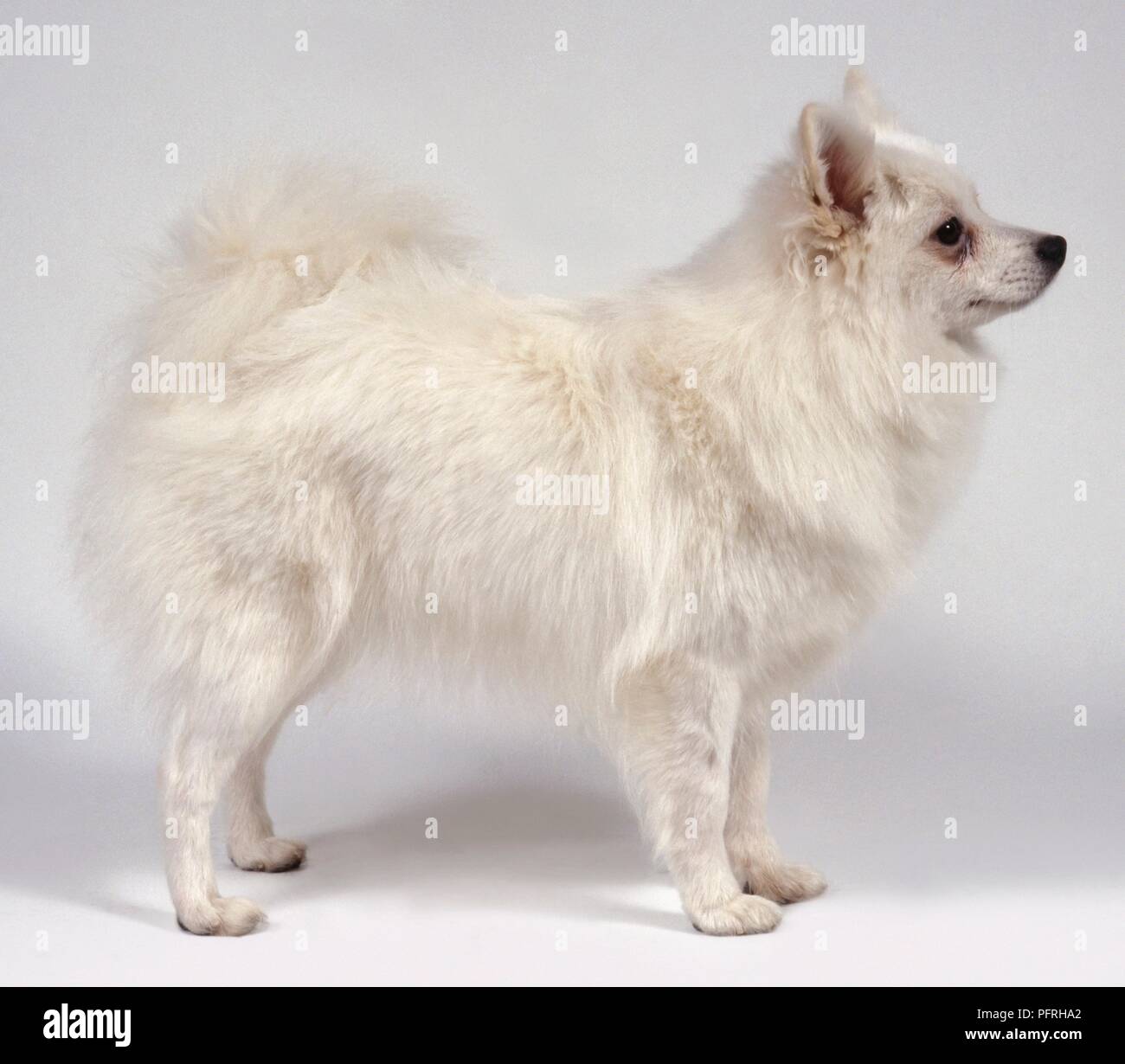 Are Volpino Italianos Good Dogs