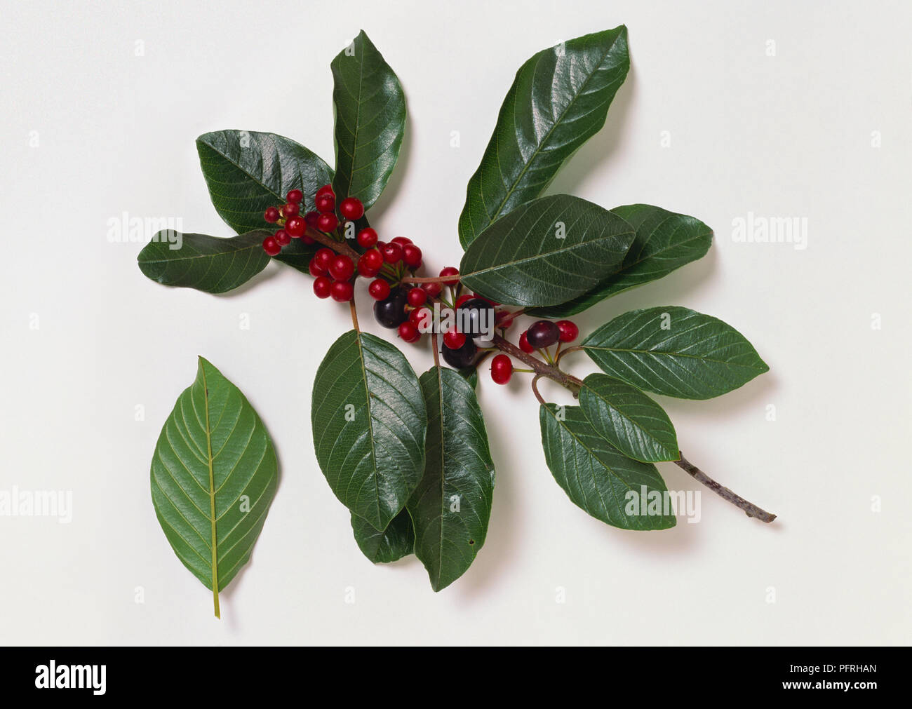 Rhamnus frangula (Alder buckthorn), stem with leaves and red fruits ...