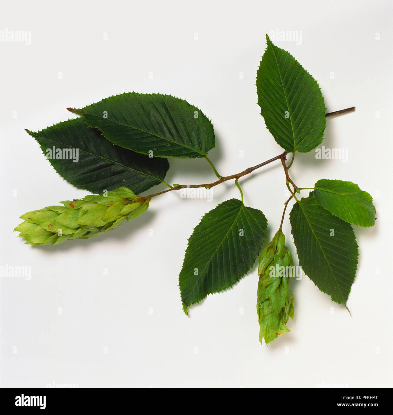 Carpinus cordata (Sawa hornbeam), stem with leaves and fruit bracts ...