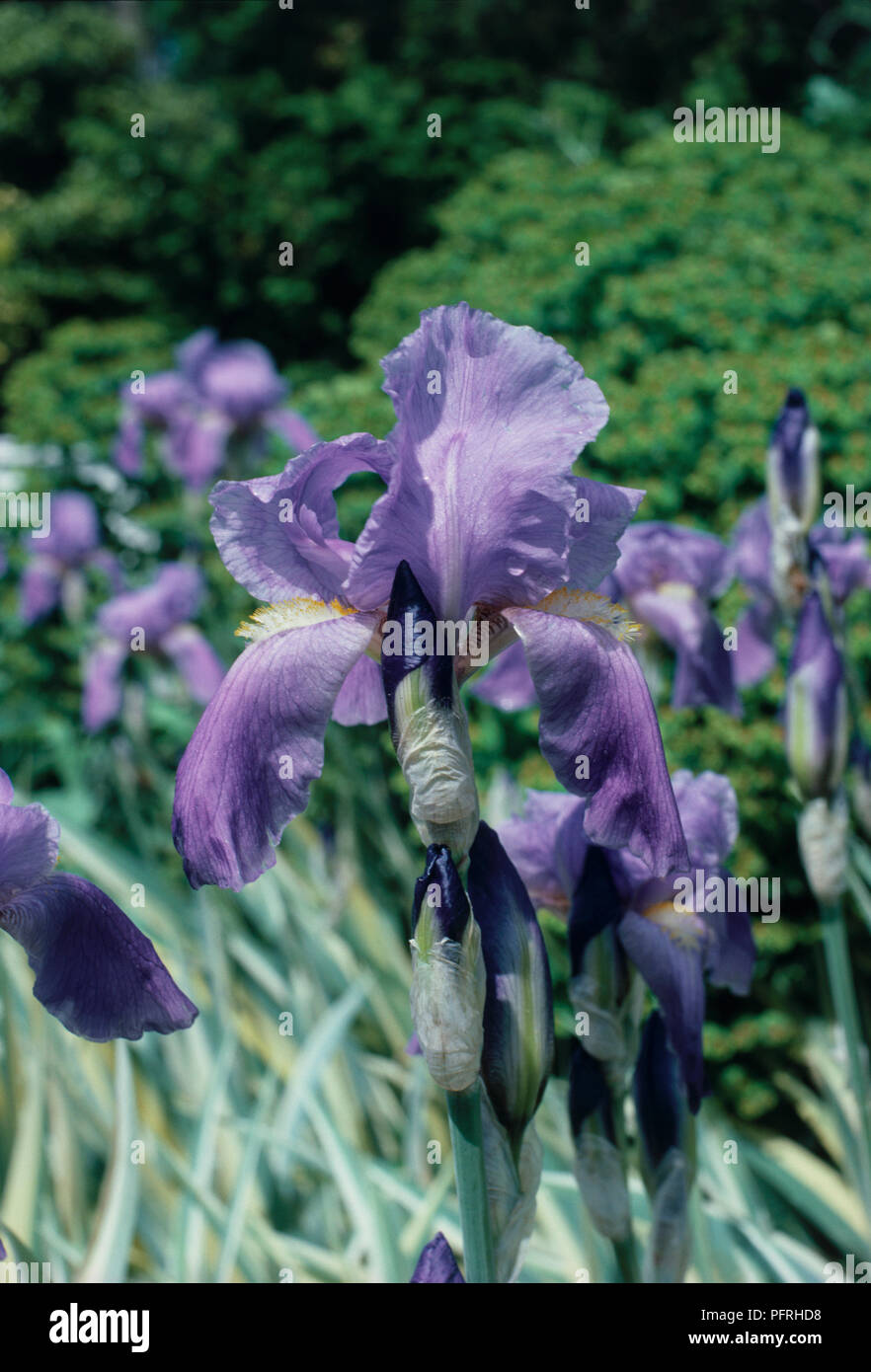 Iris pallida variegata hi-res stock photography and images - Alamy