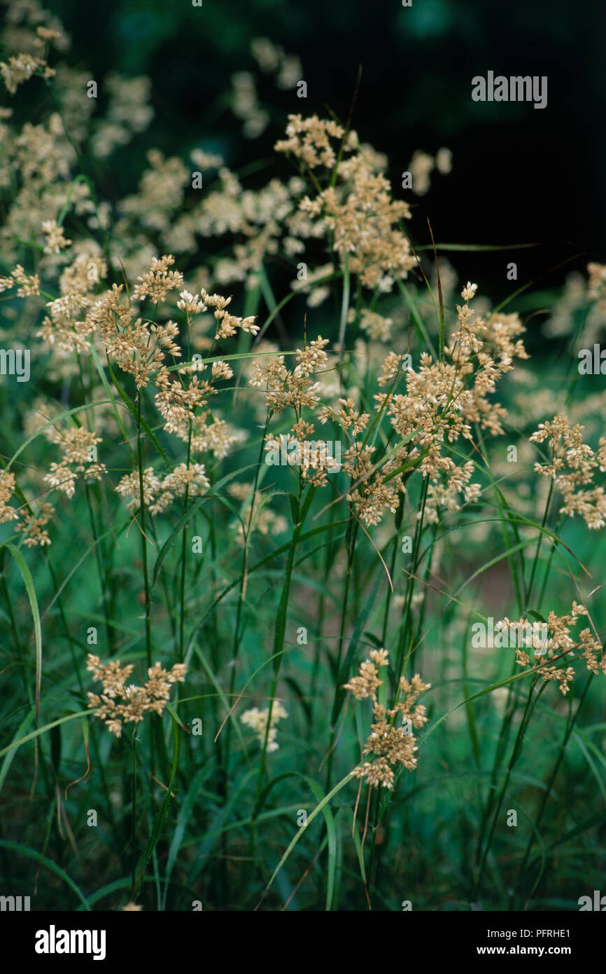 Luzula Nivea High Resolution Stock Photography and Images - Alamy