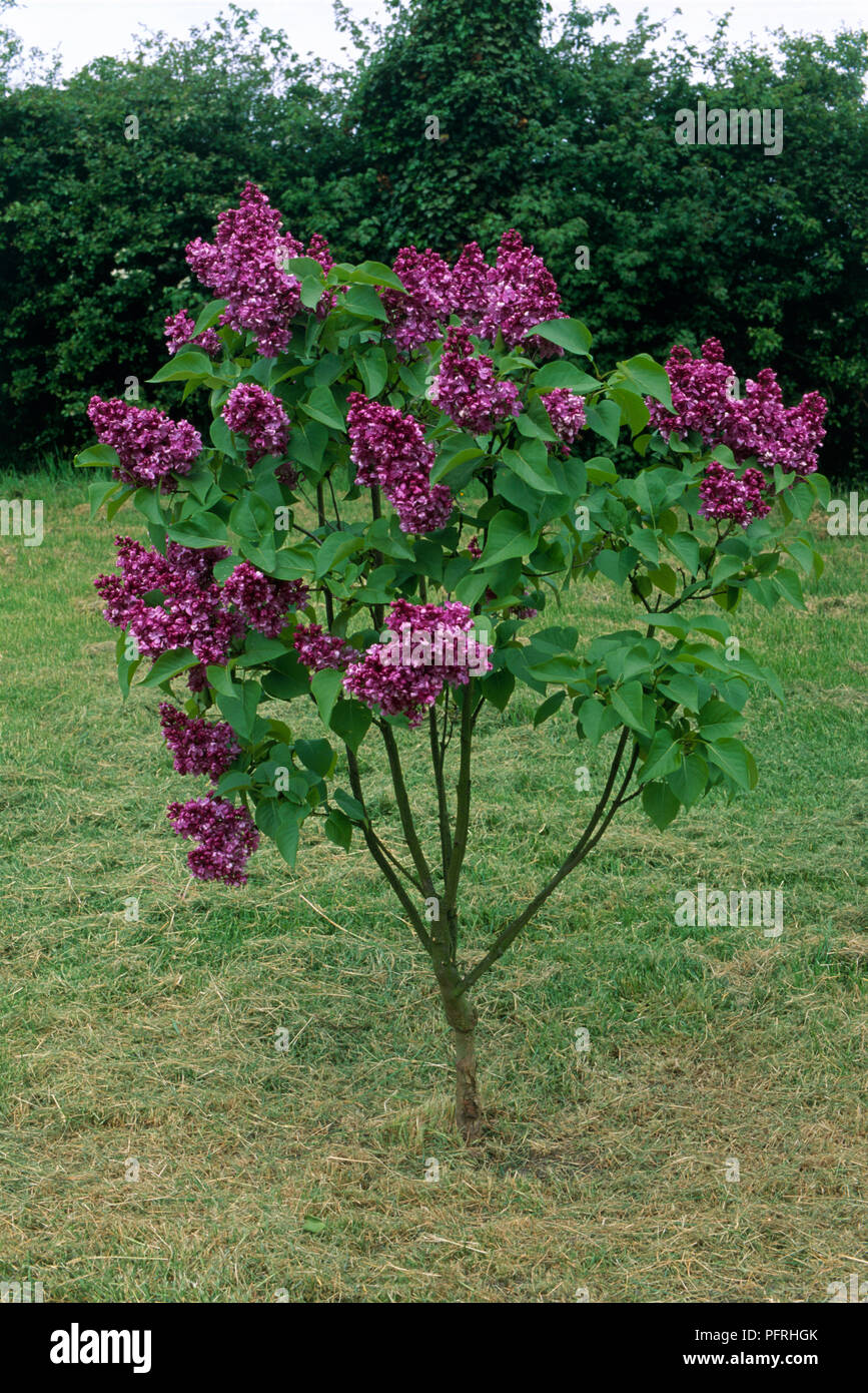Syringa vulgaris mrs edward harding hi-res stock photography and images ...