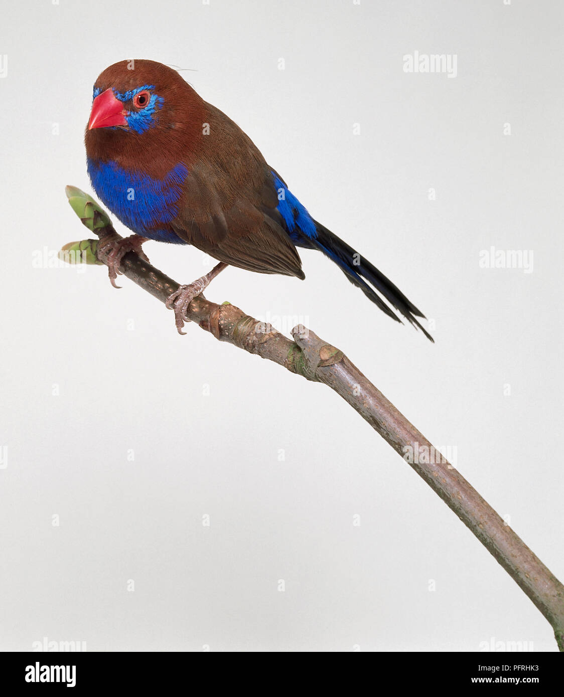 Ianthinogaster hi-res stock photography and images - Alamy
