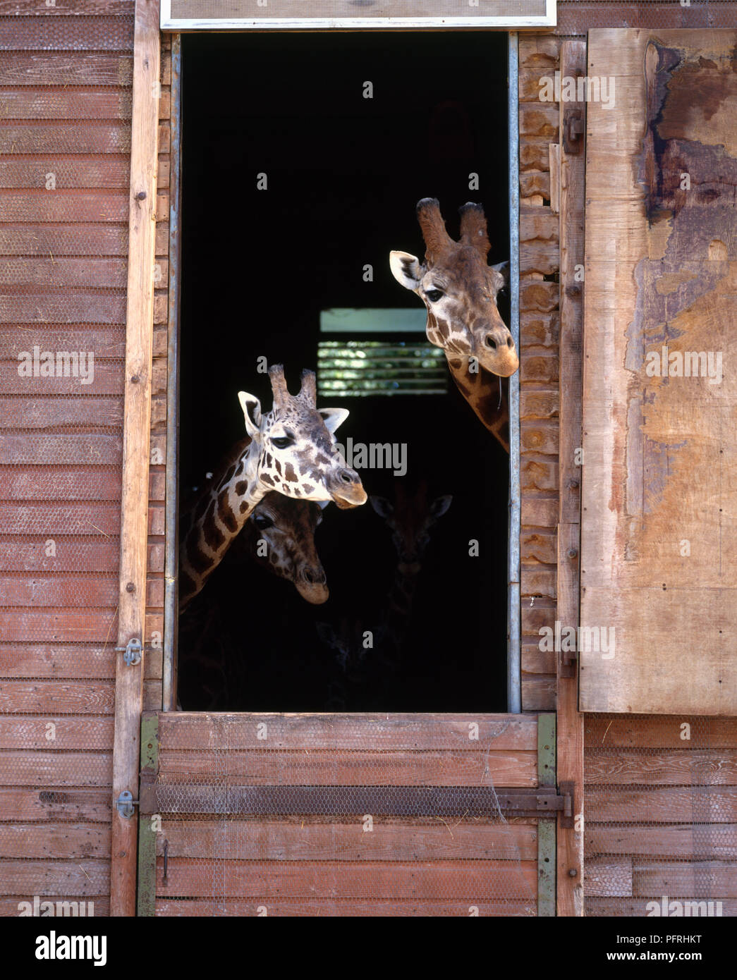 Giraffe enclosure hi-res stock photography and images - Alamy