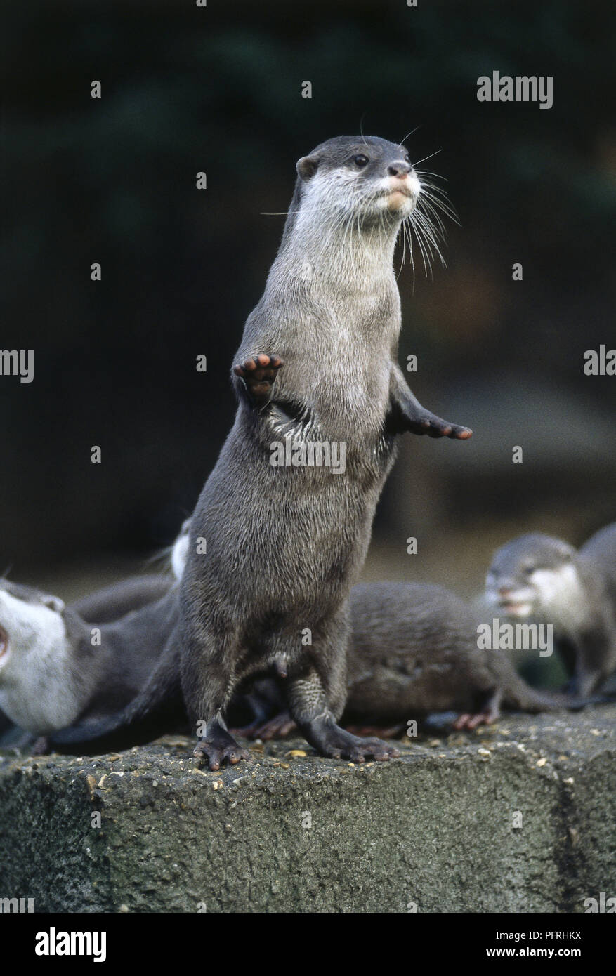 Otters Standing Up High Resolution Stock Photography and Images - Alamy