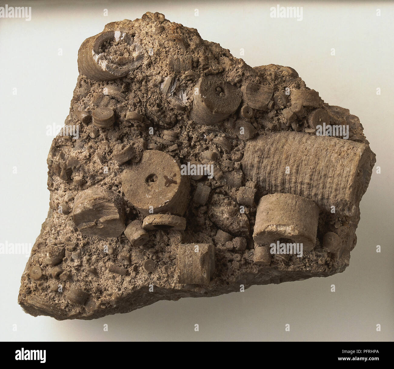 Fossilised stem segments of Actinocrinites parkinsoni (Sea Lily) in a ...