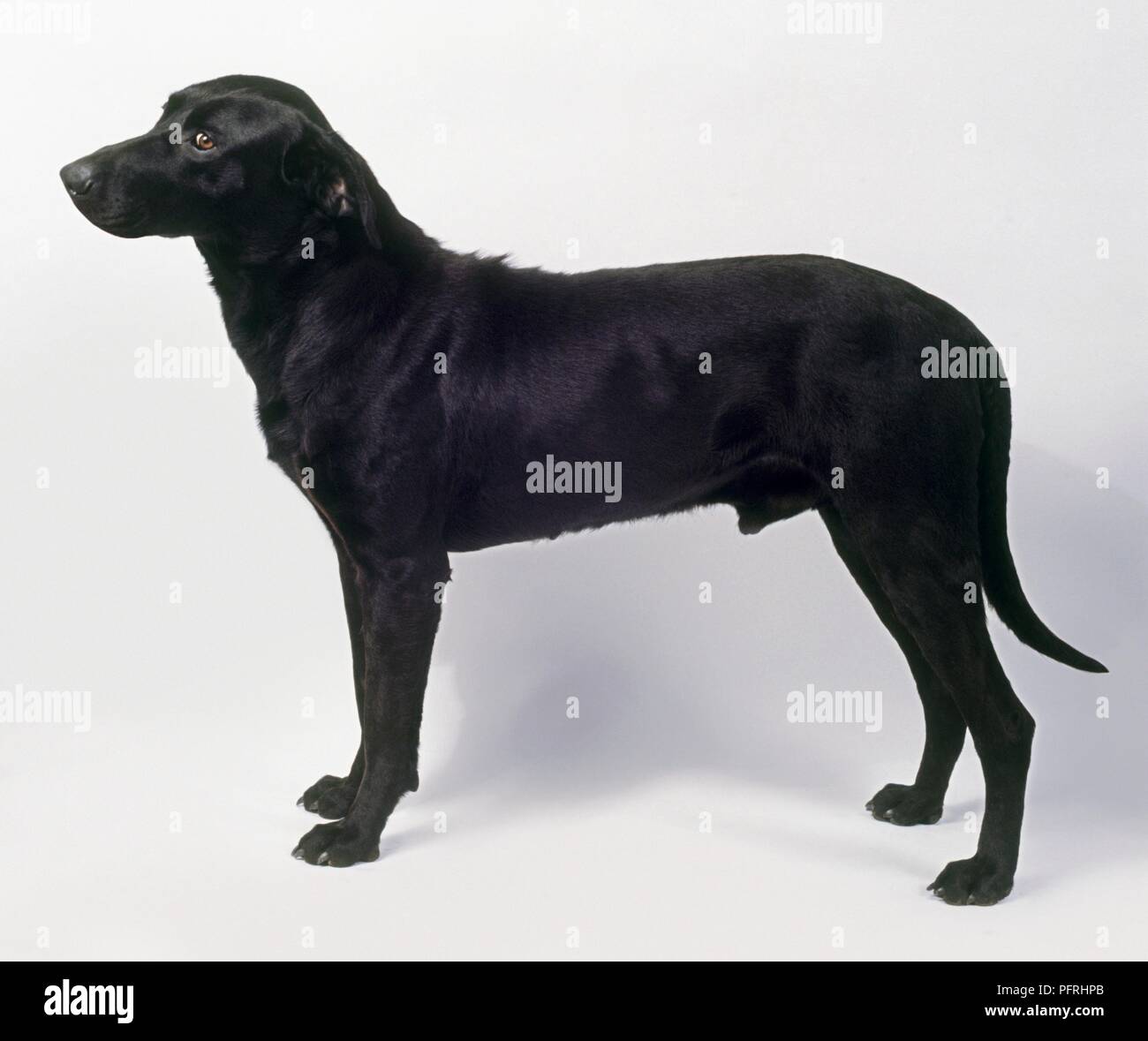 Majorca Shepherd Dog (Perro De Pastor Mallorquin, Ca de Bestiar), side ...